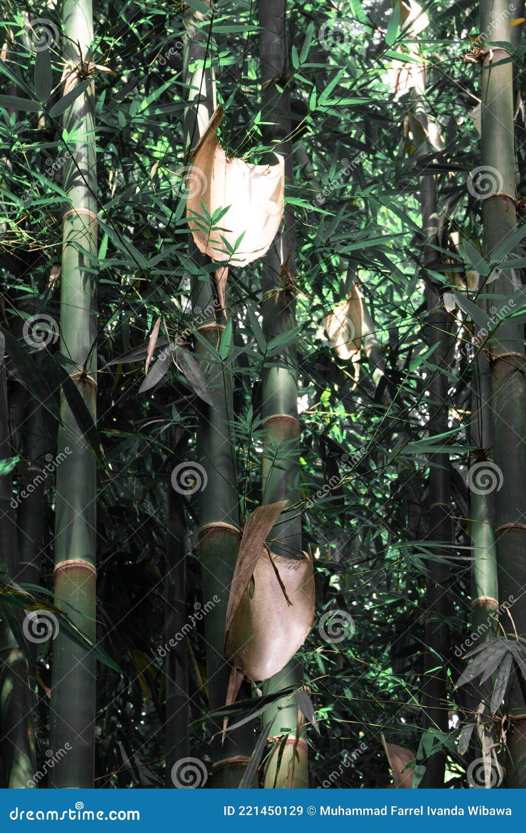 The Dried Bamboo Leaves are on the Bamboo Stalks Which Look Unique ...