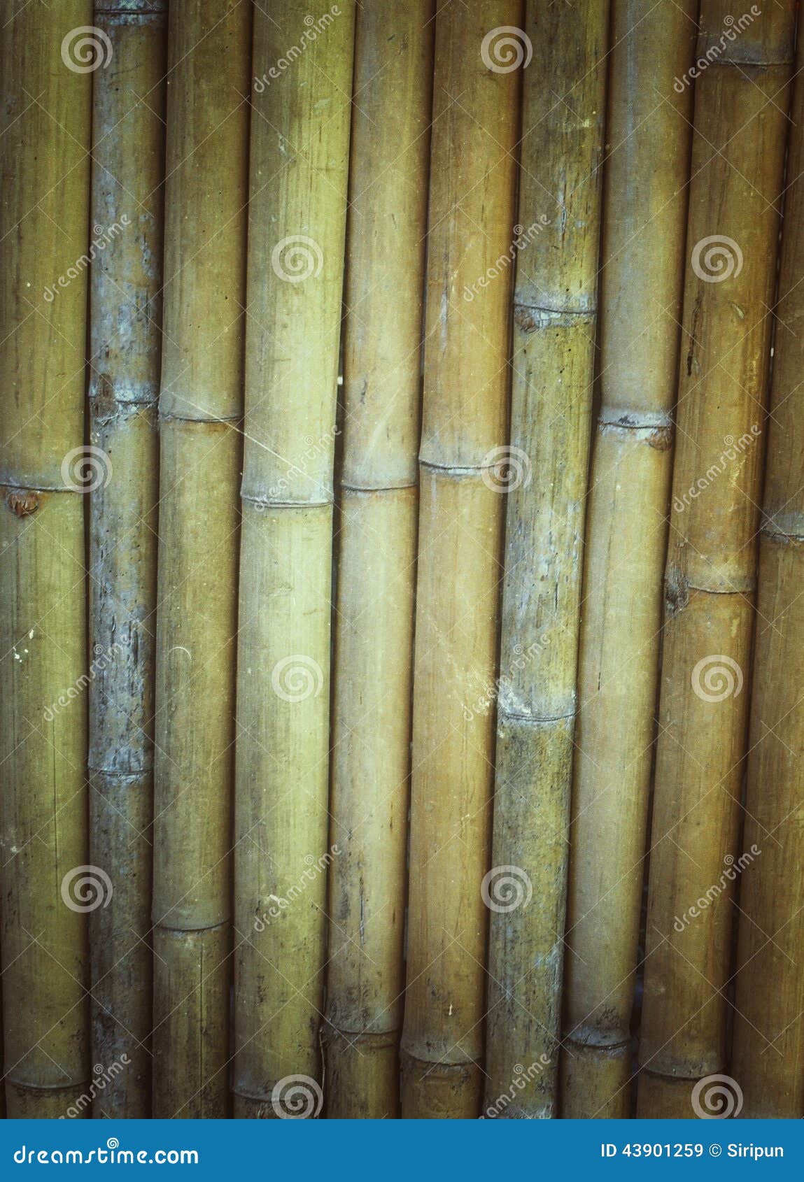 Dried Bamboo Texture Background Stock Image - Image of wall, wood: 43901259