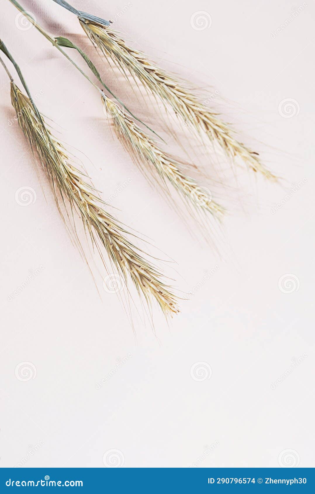 Dried Barley Spikelets on Pink Stock Photo - Image of bunch, fall ...