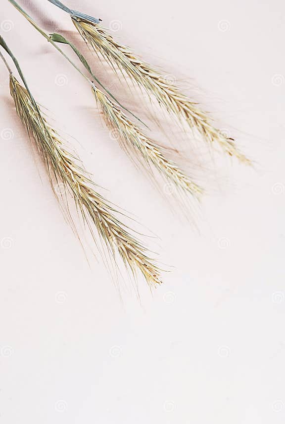 Dried Barley Spikelets on Pink Stock Photo - Image of bunch, fall ...