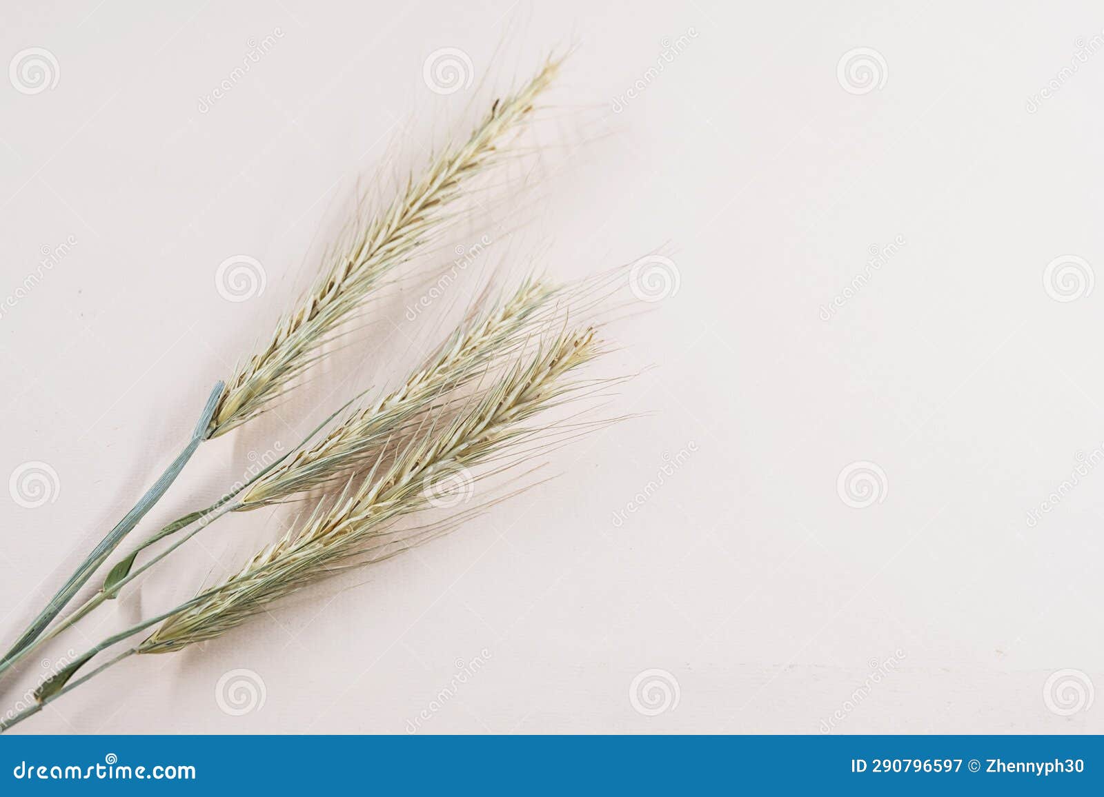 Dried Barley Spikelets on Pink Stock Image - Image of bouquet ...