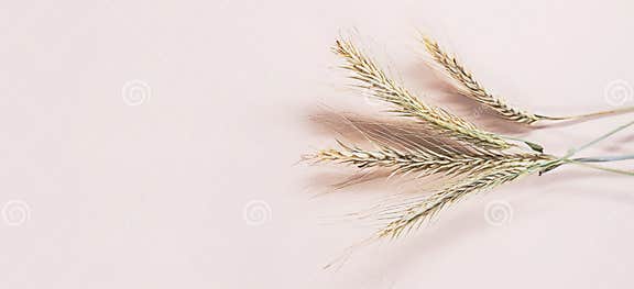 Dried Barley Spikelets on Pink Stock Image - Image of agronomy, growing ...