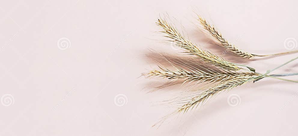 Dried Barley Spikelets on Pink Stock Image - Image of agronomy, growing ...