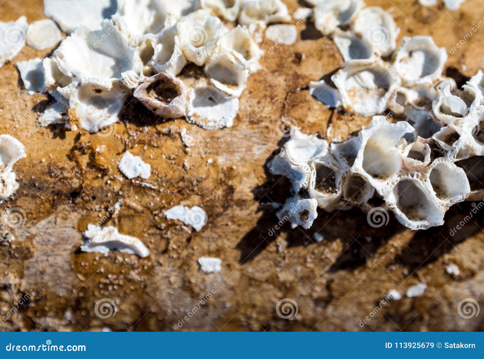 Dried Barnacle on Surface of Dried Wood Stock Image - Image of marine ...