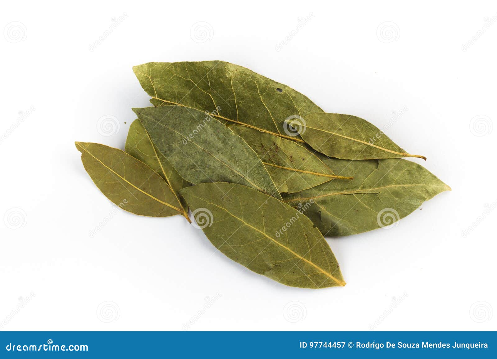 Dried Bay leaf stock image. Image of herbal, closeup - 97744457