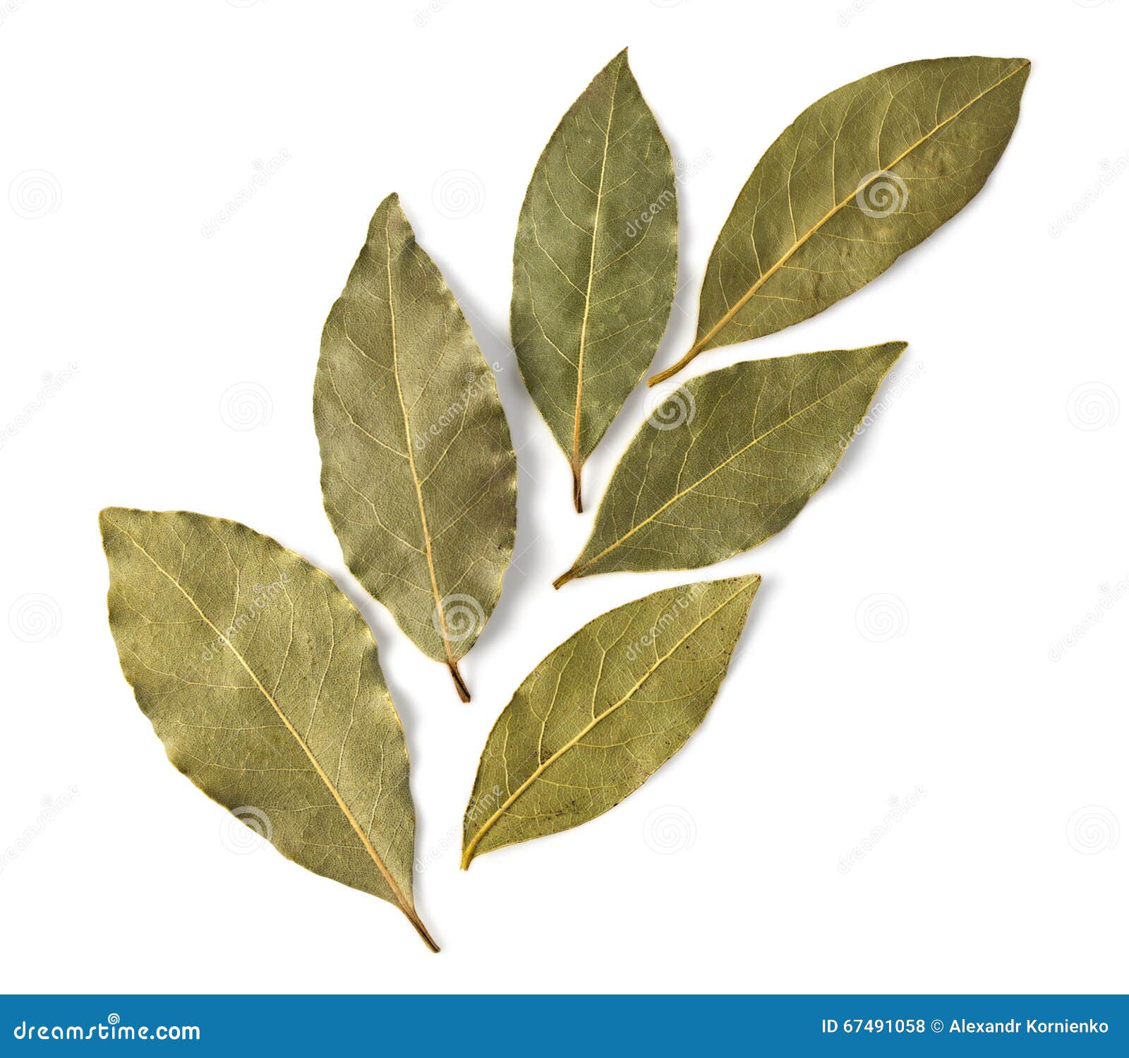 Dried bay leaves stock photo. Image of clipping, dried - 67491058