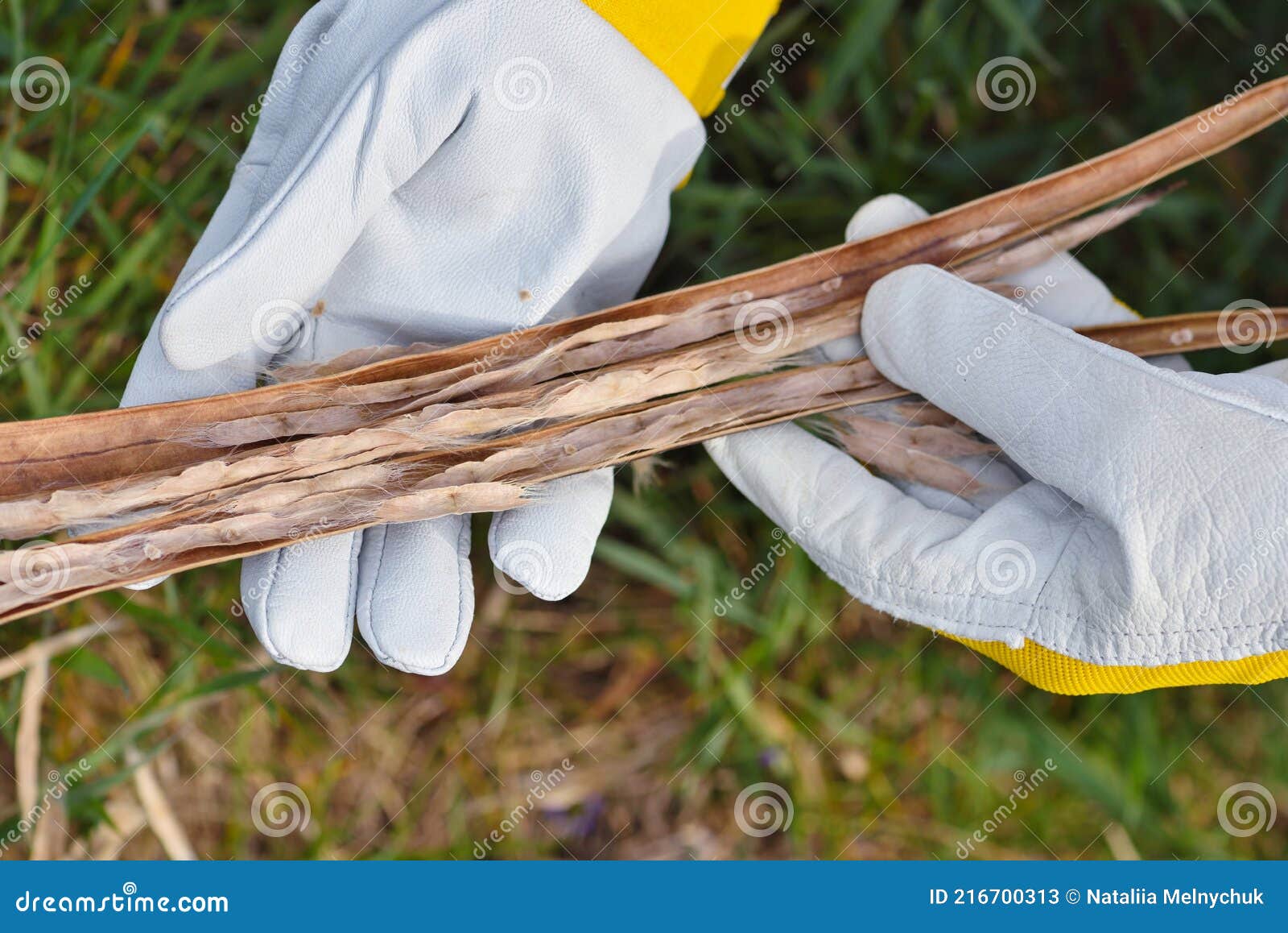 Dried Bean Pods of Catalpa Tree in the Hands of the Gardener Stock ...