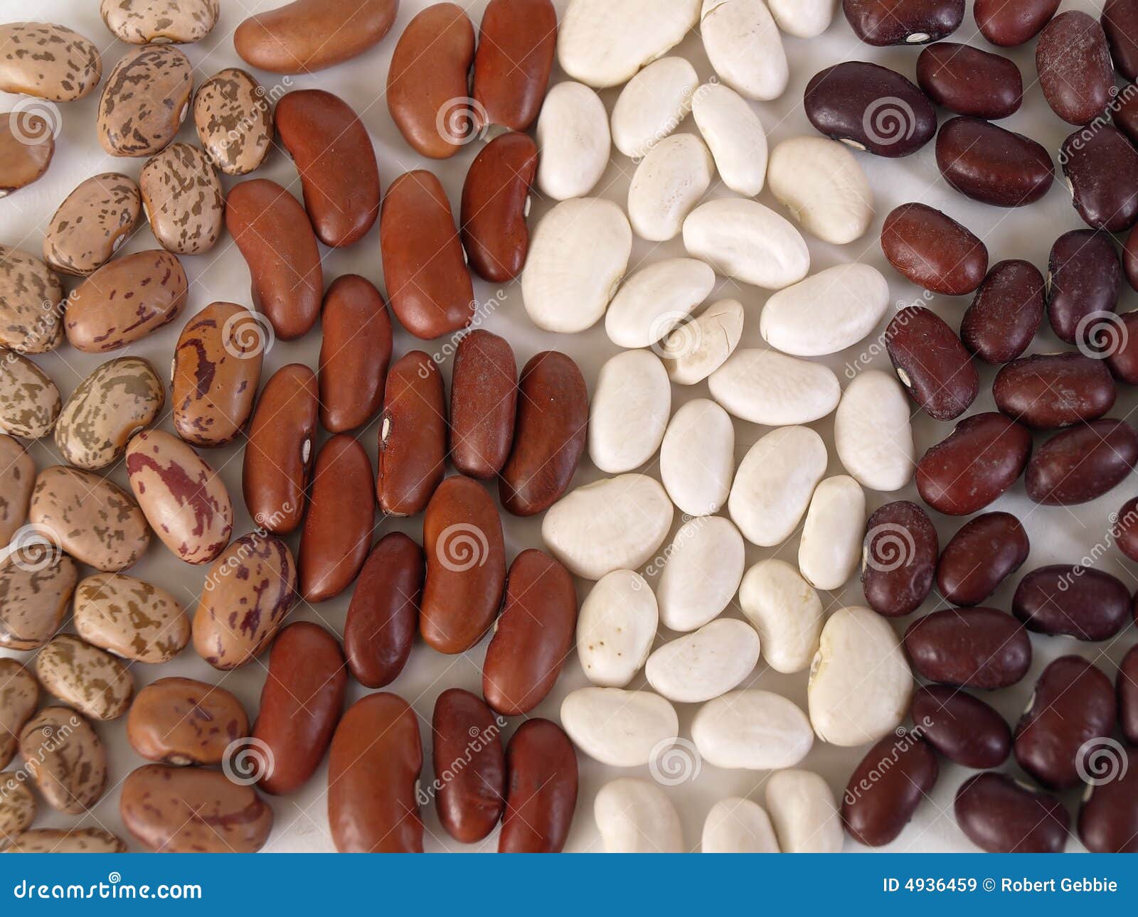 Dried Beans stock image. Image of chef, lima, healthy - 4936459