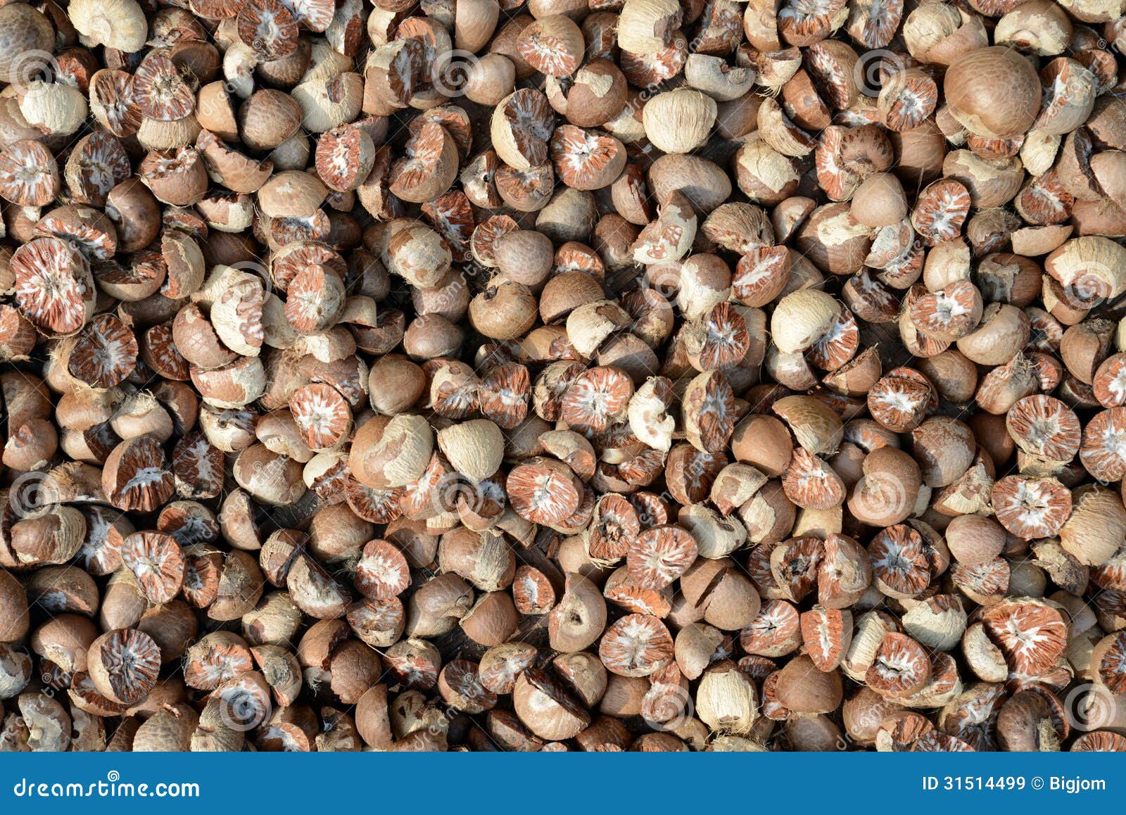 Dried beetle nuts stock image. Image of chew, agriculture - 31514499