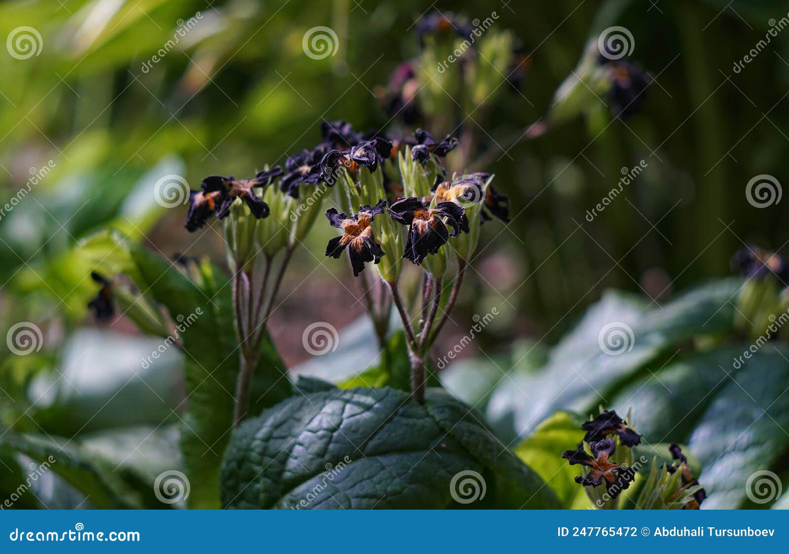 Dried bell flowers stock photo. Image of vintage, green - 247765472