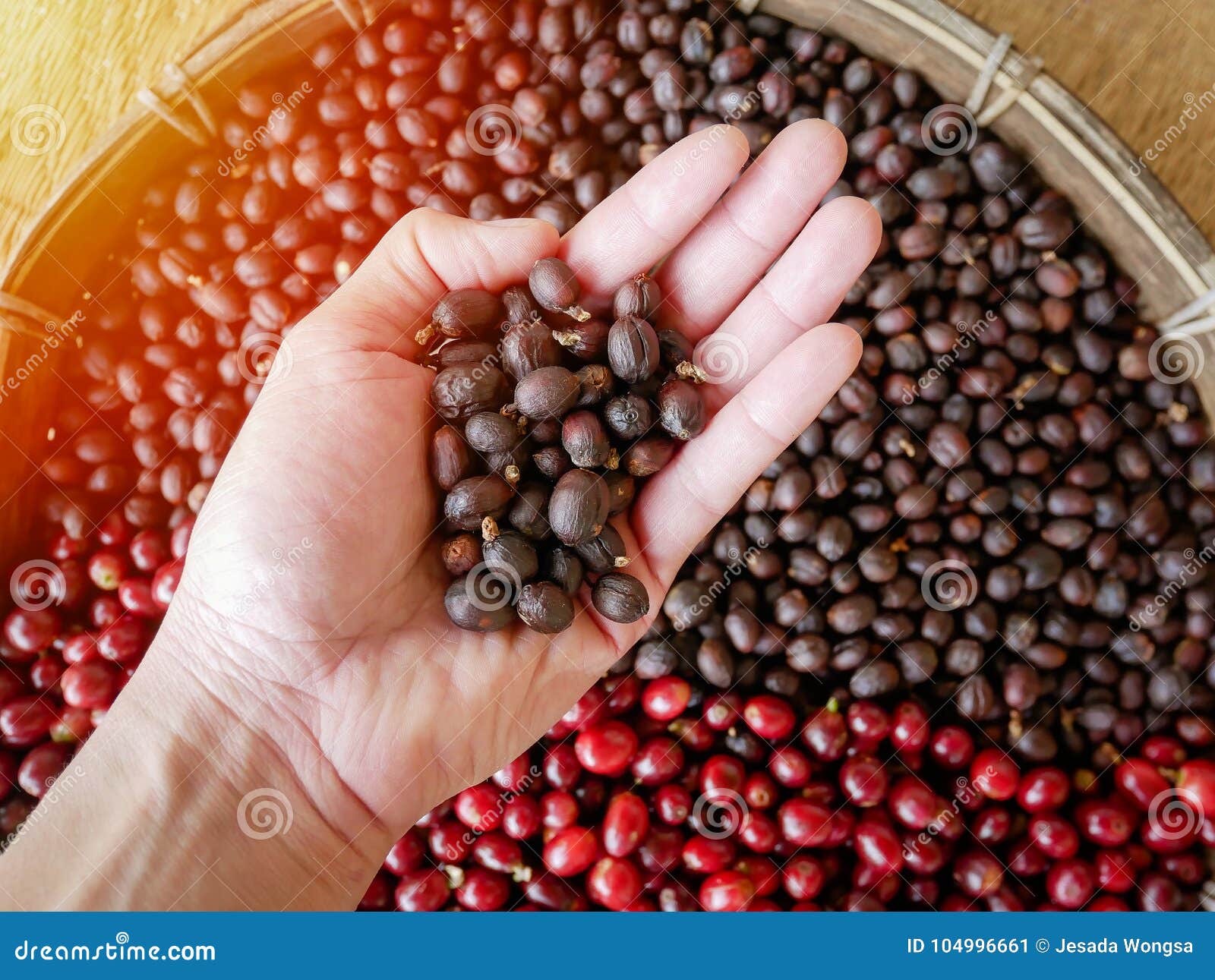 Dried Berries Coffee Beans in Hand ,coffee Beans Berries Drying with ...
