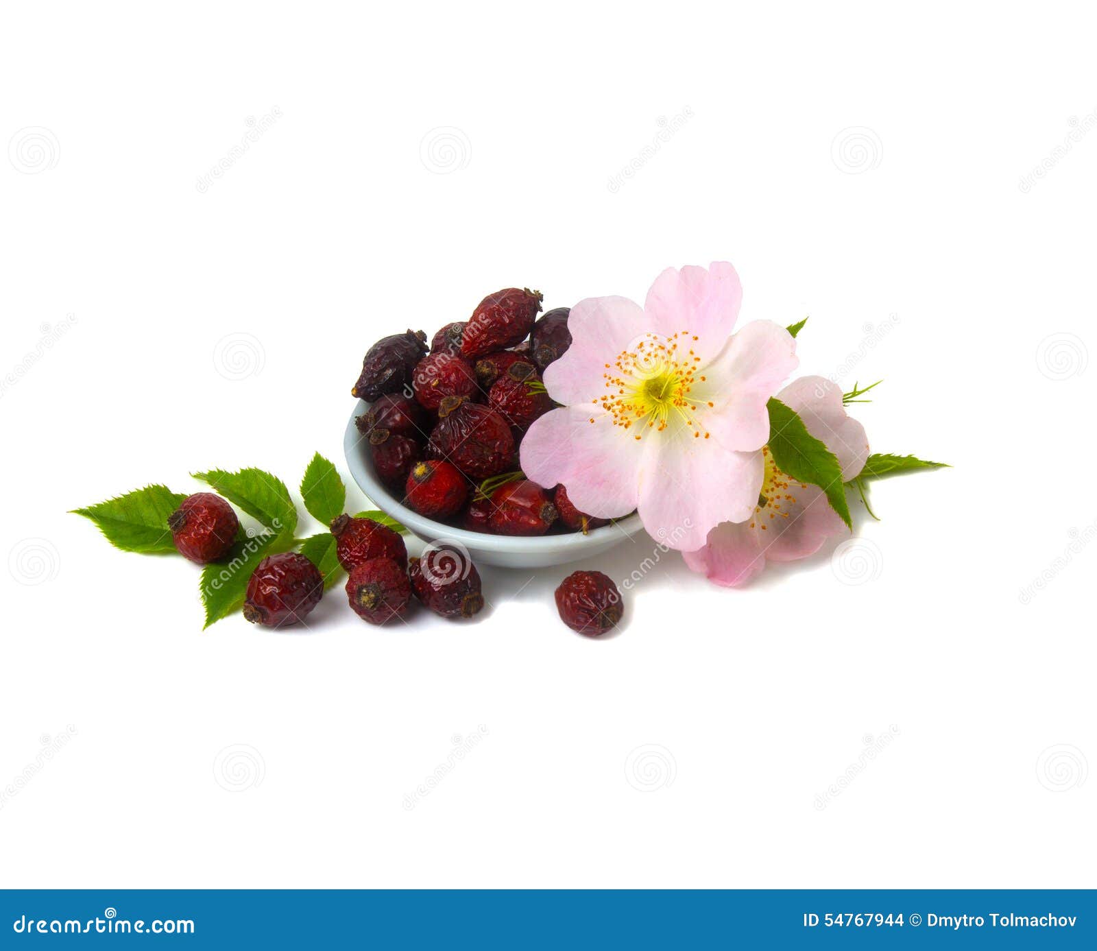 Dried Berries and Flowers of Wild Rose Stock Photo - Image of flower ...