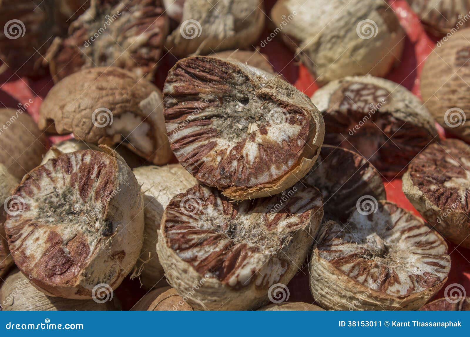 A dried betel nut. stock image. Image of living, asian - 38153011