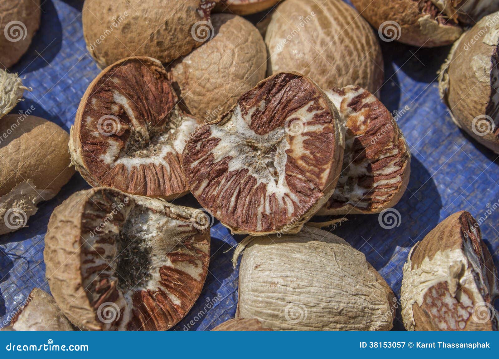 A dried betel nut. stock image. Image of food, healthy - 38153057