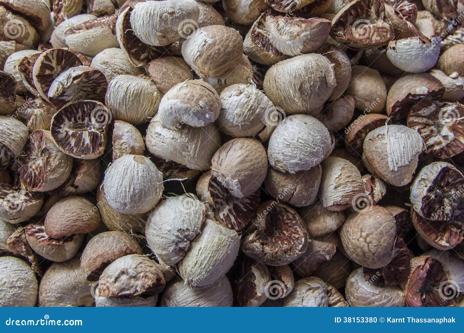 A dried betel nut. stock photo. Image of living, asian - 38153380