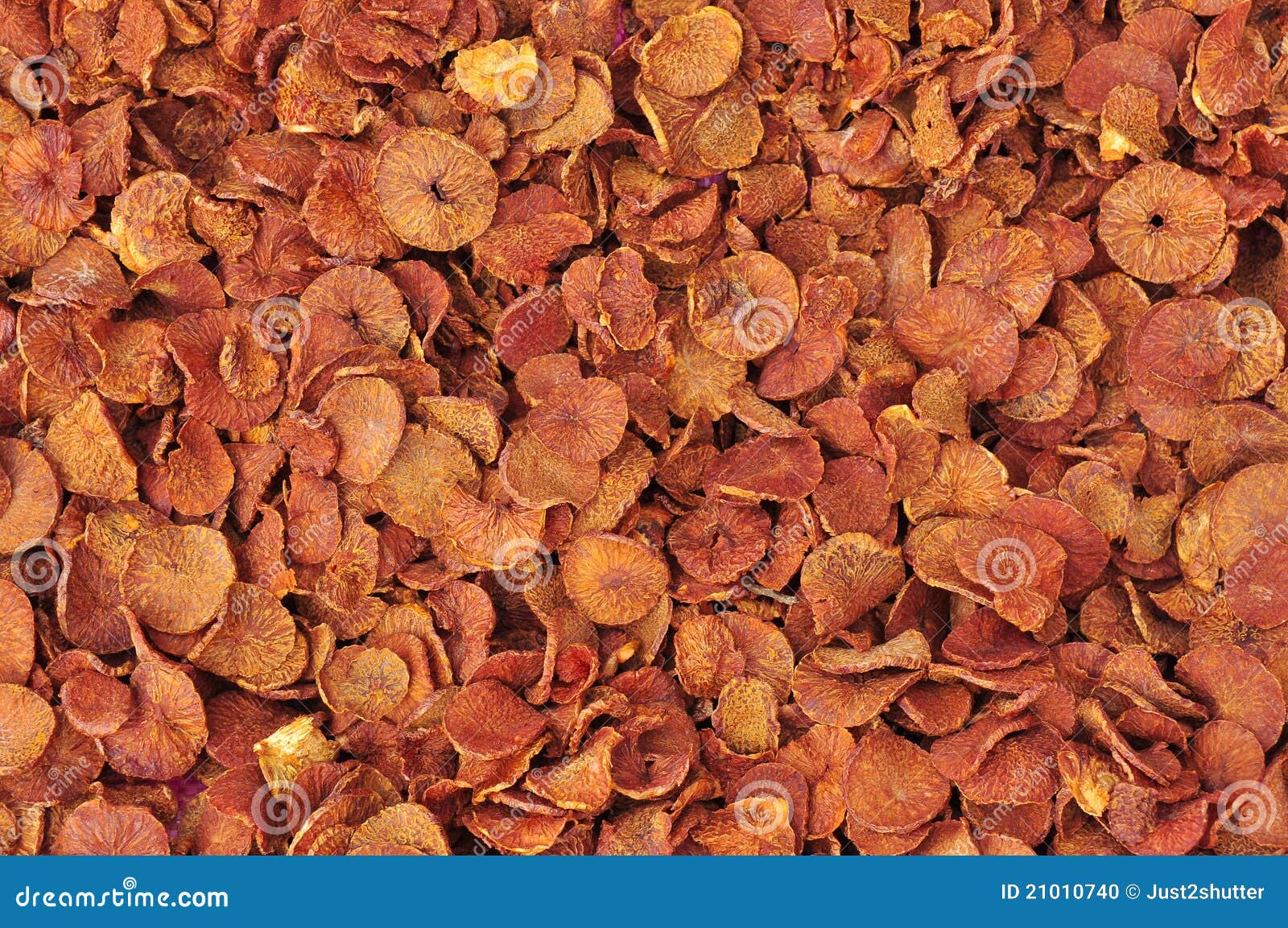 Dried Betel Nut or Areca Nut Stock Photo - Image of fruit, india: 21010740