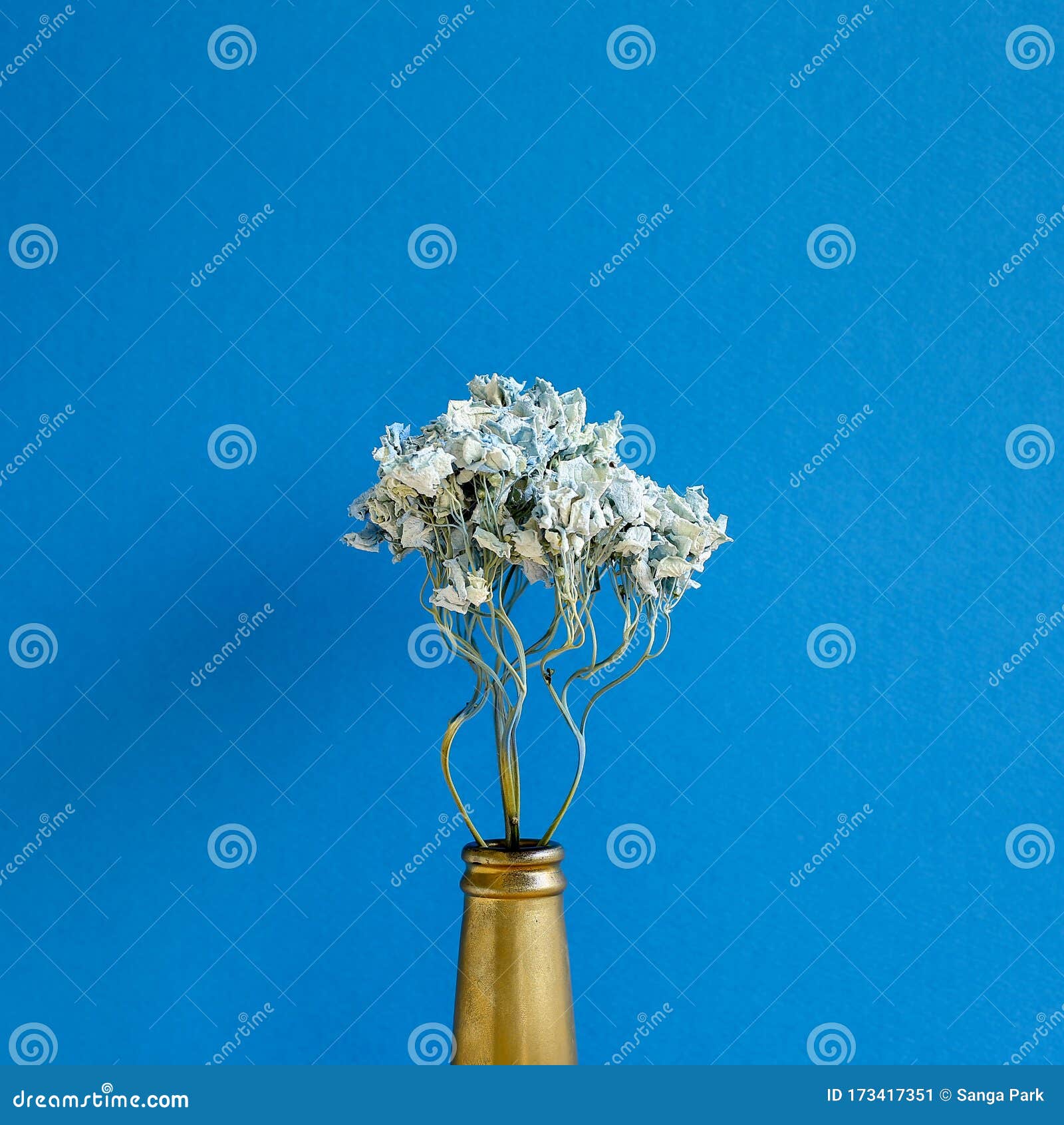 Dried Blue Hydrangea Flower in Golden Bottle with Blue Background Stock ...
