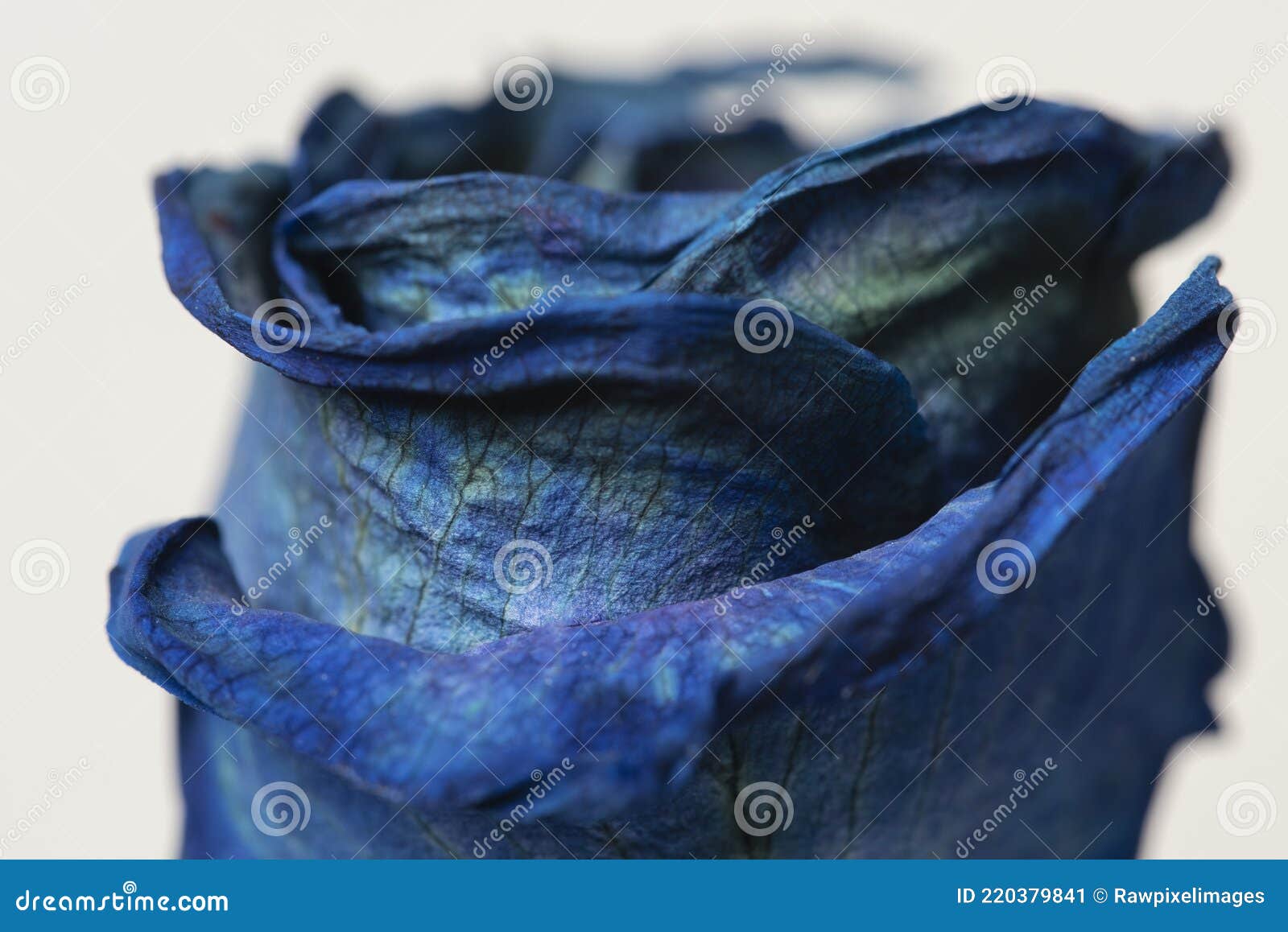 Dried Blue Lotus Flower & X28;Nhympaea Caerulea& X29; Stock Photography ...