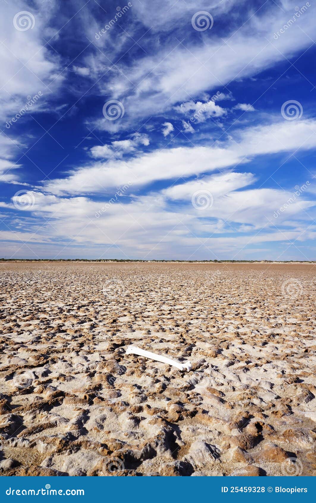 Dried bone stock photo. Image of desert, bone, plains - 25459328