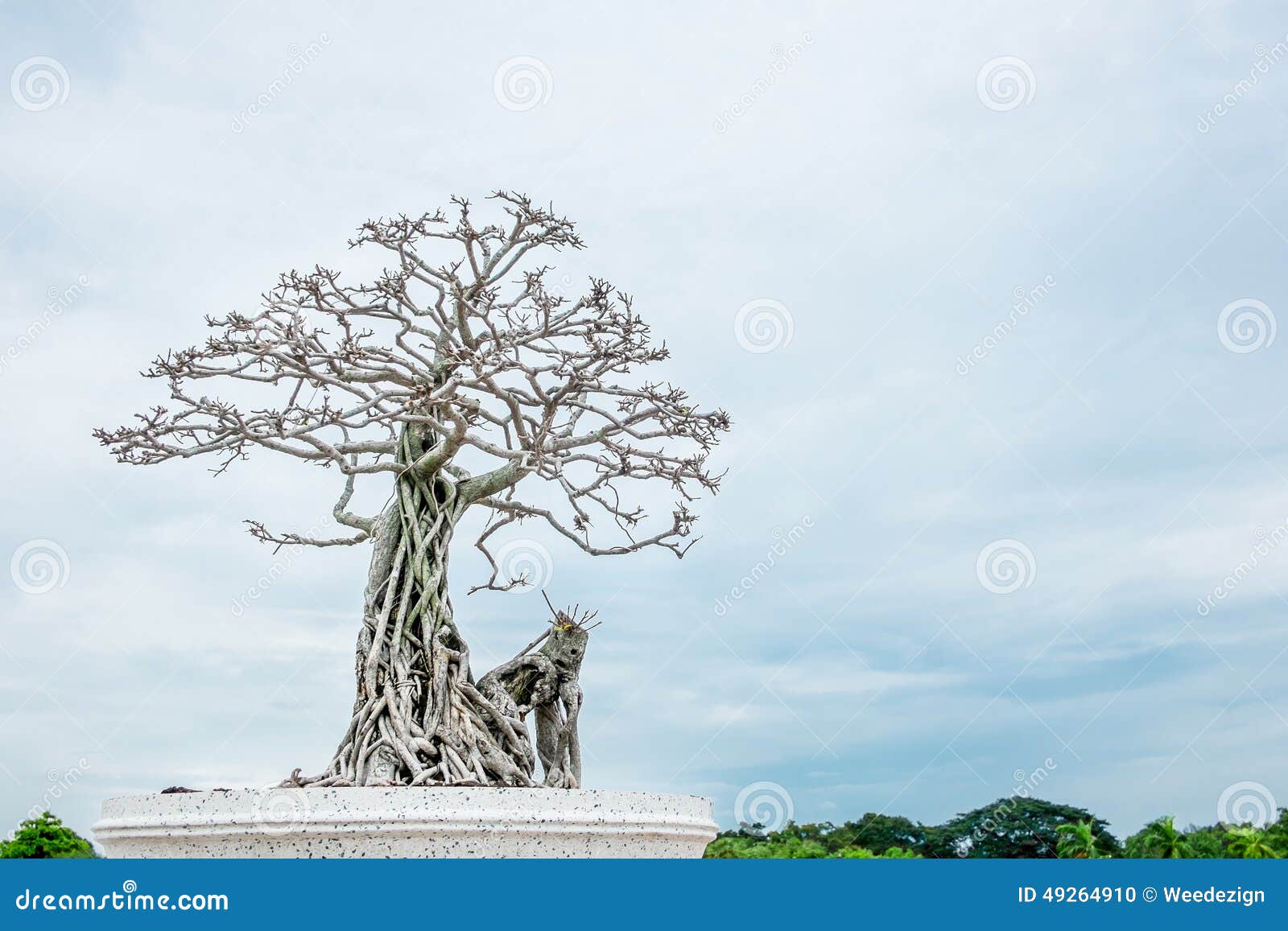 Dried Bonsai in Park with Blue Sky Stock Photo - Image of blue, change ...
