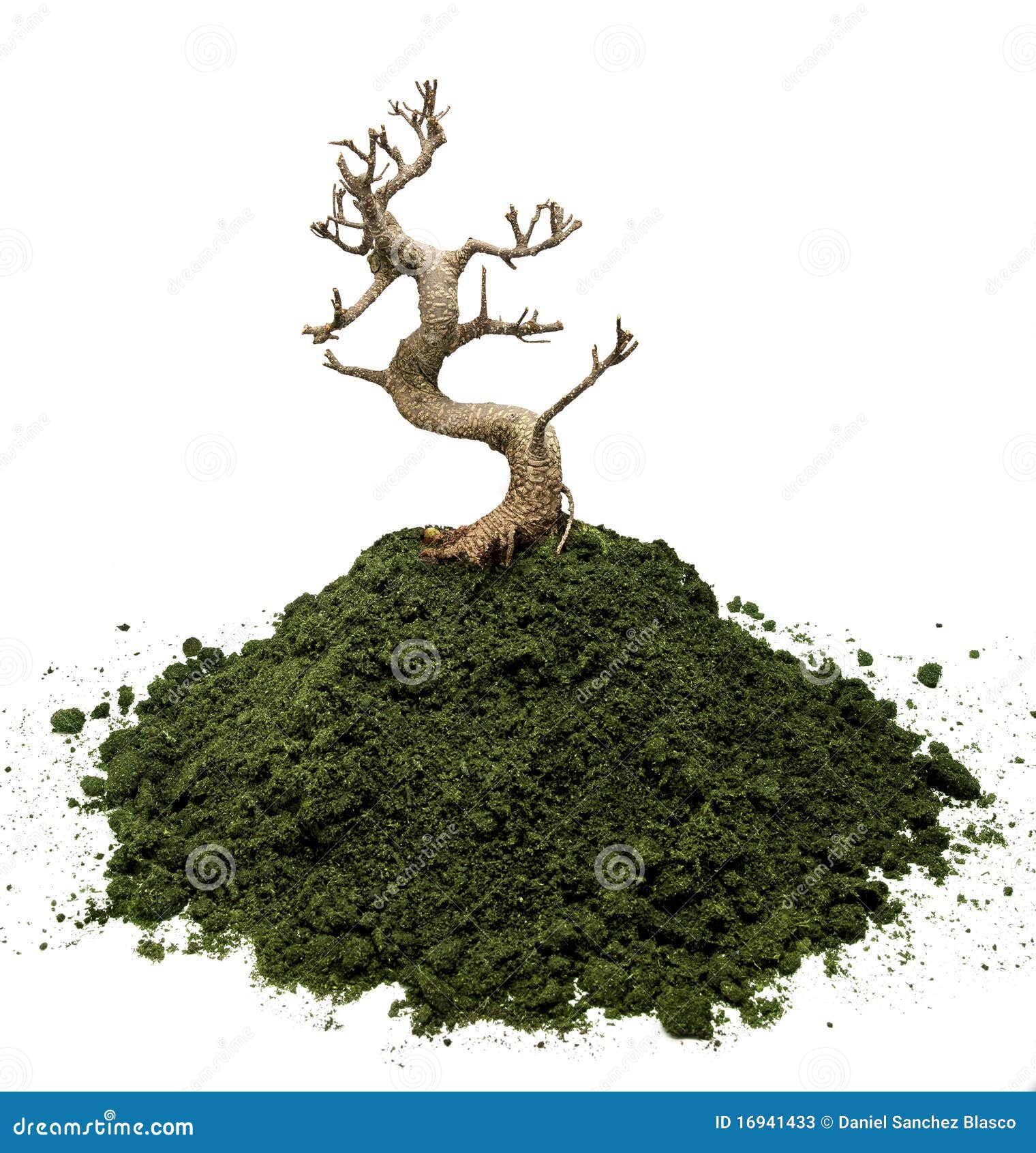 Dried bonsai tree stock image. Image of fade, bonsai - 16941433