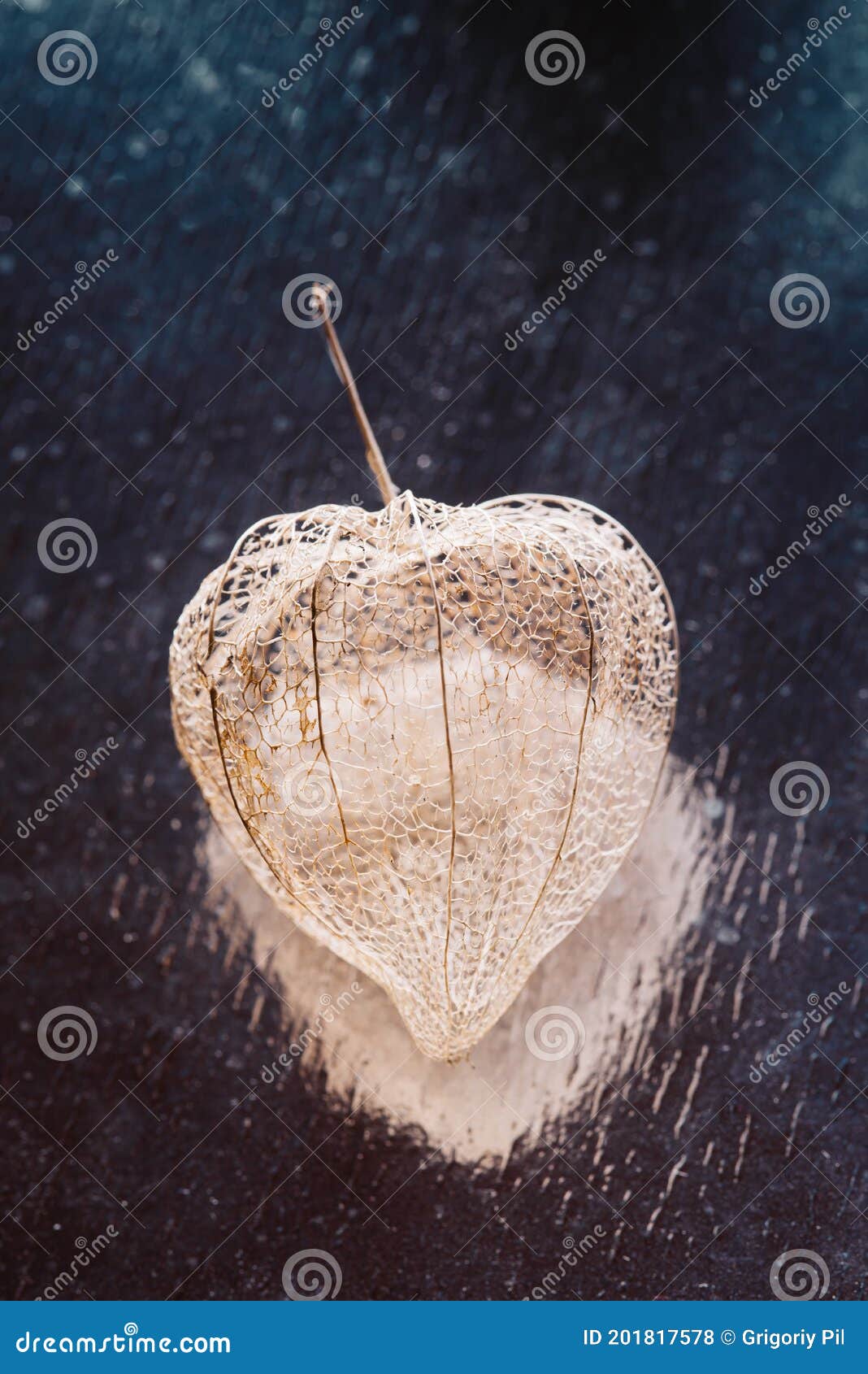 Dried Box from the Fruit of Physalis Stock Photo - Image of love ...