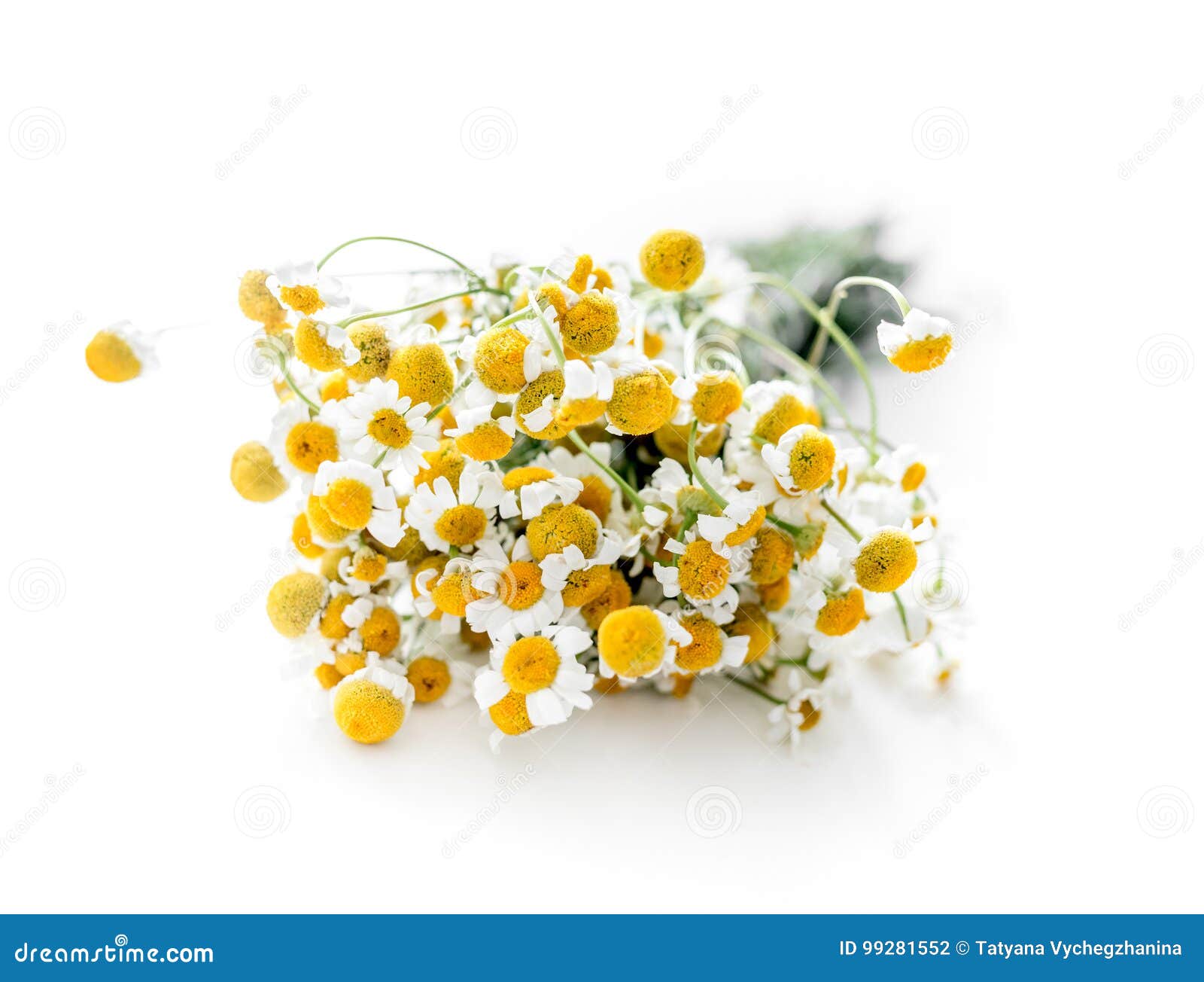 Dried Branch of Chamomile Drug Stock Photo - Image of market, healthy ...