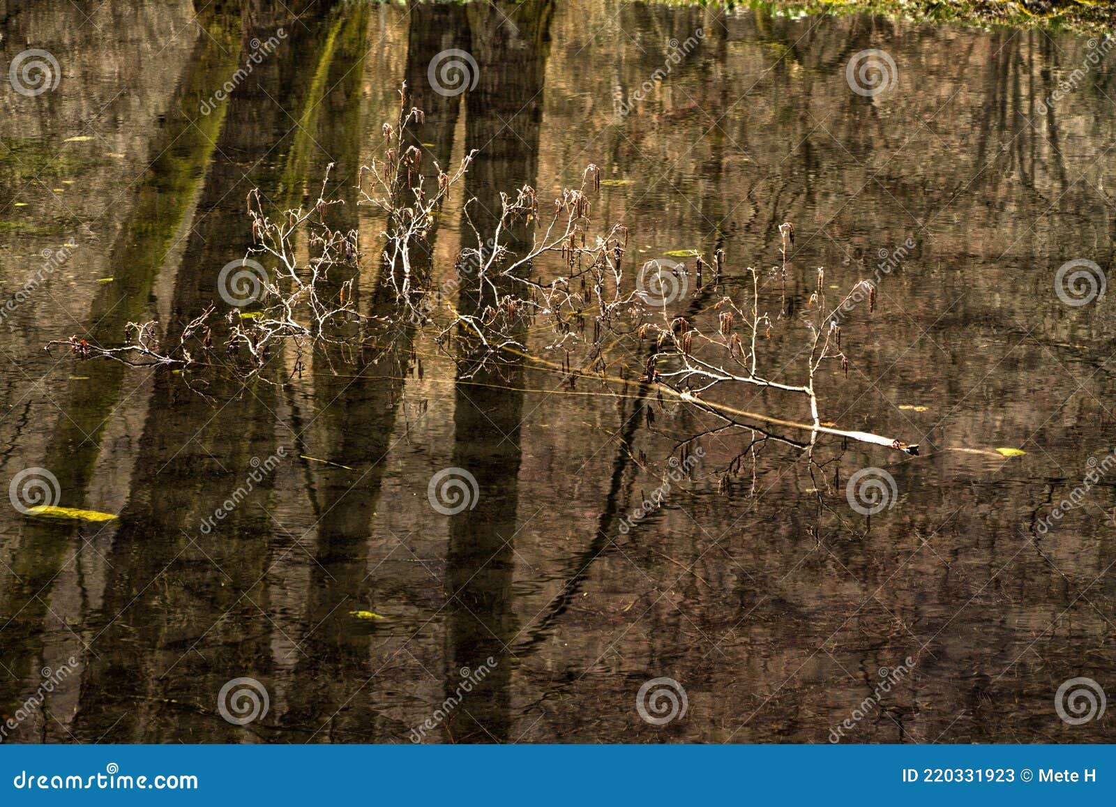 A Dried Branch of a Tree that Fell into the Water of the River Stock ...