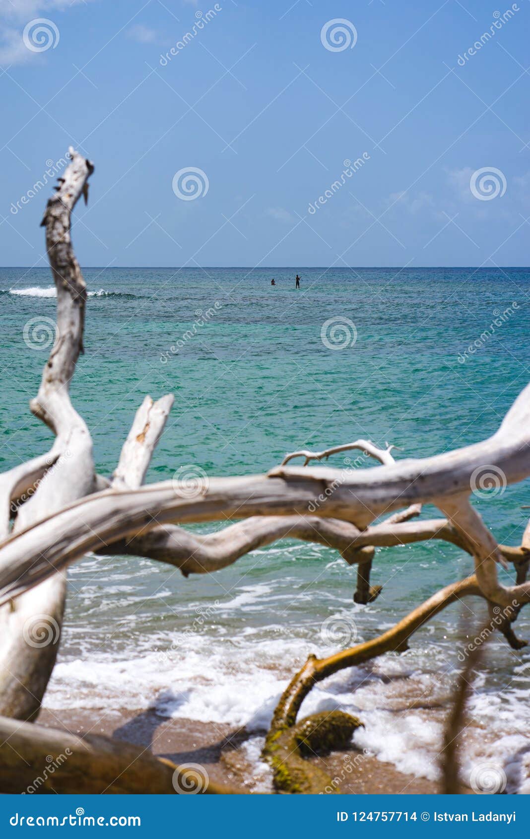Dried Branches on the Beach Stock Photo - Image of craft, branches ...