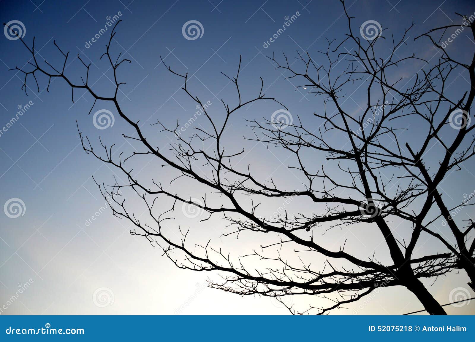 Dried Branches on a Big Tree Stock Photo - Image of ecology, foliage ...