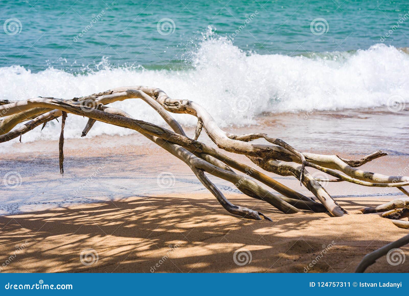 Dried Branches on the Beach Stock Image - Image of domestic, mangrove ...
