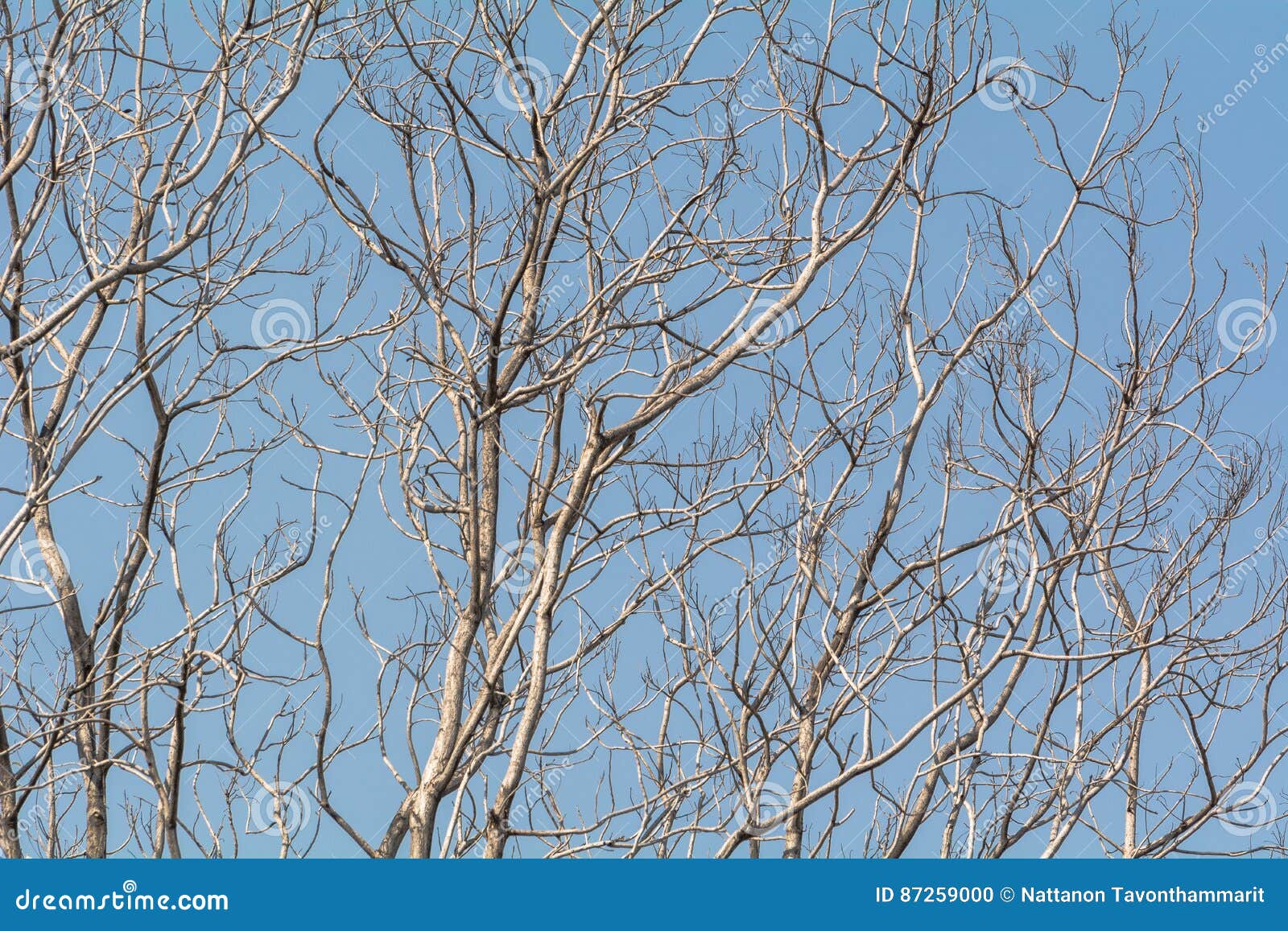 Dried branches. stock photo. Image of pattern, white - 87259000