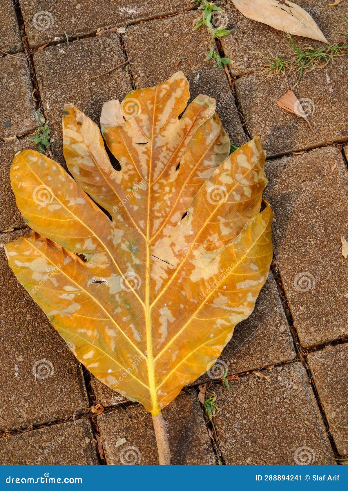 Dried breadfruit leaves stock image. Image of road, fall - 288894241