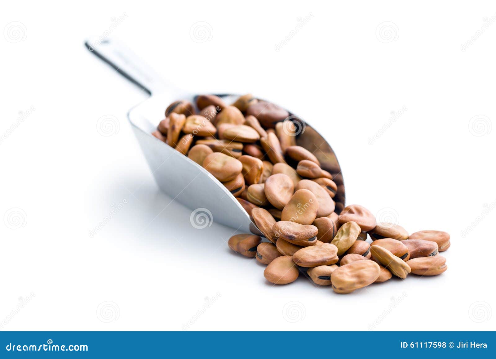 Dried Broad Beans Vicia Faba Var. Major Stock Image | CartoonDealer.com ...