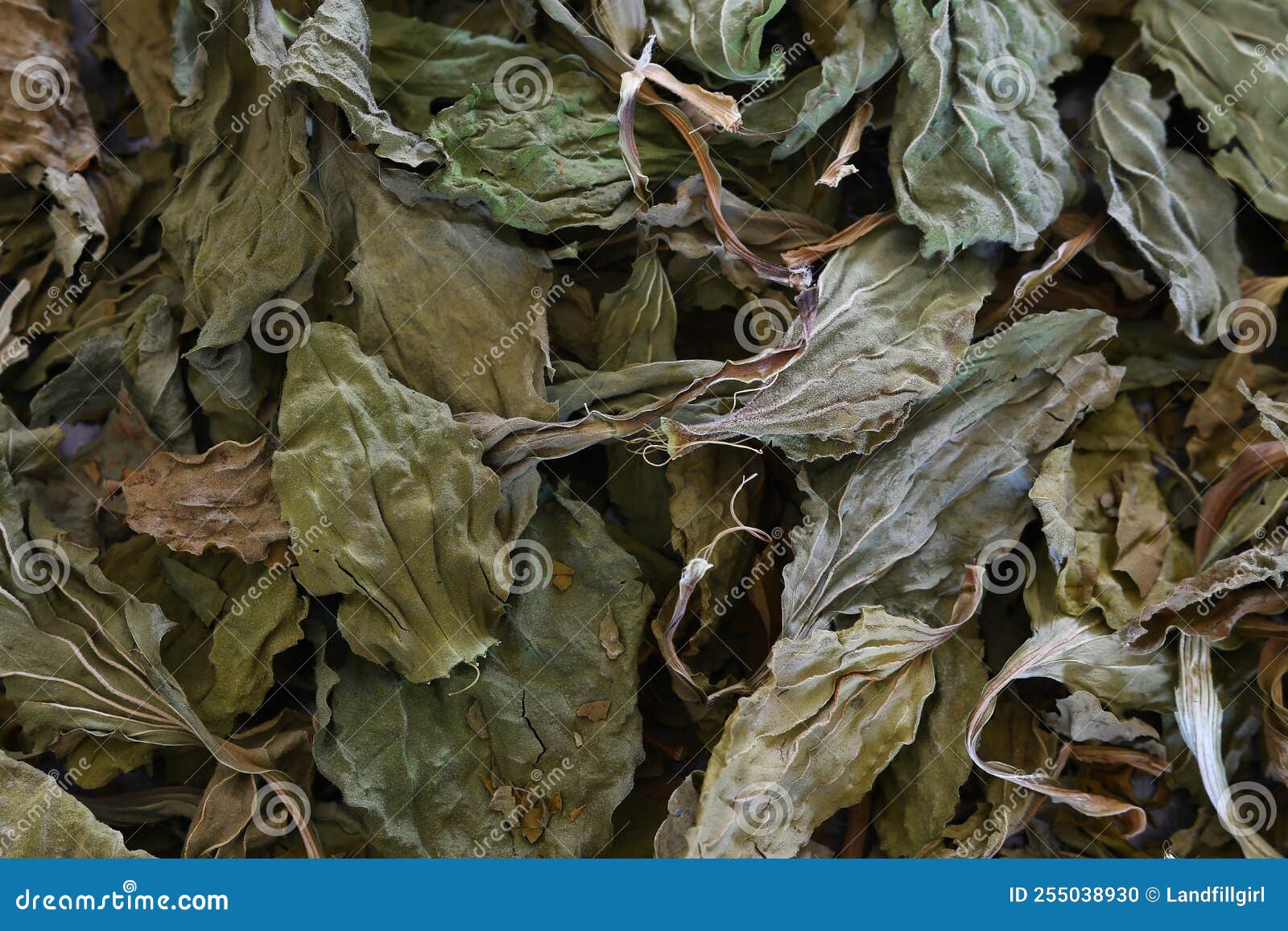 Dried Broadleaf Plantain Leaves Stock Photo - Image of herbal, fresh ...