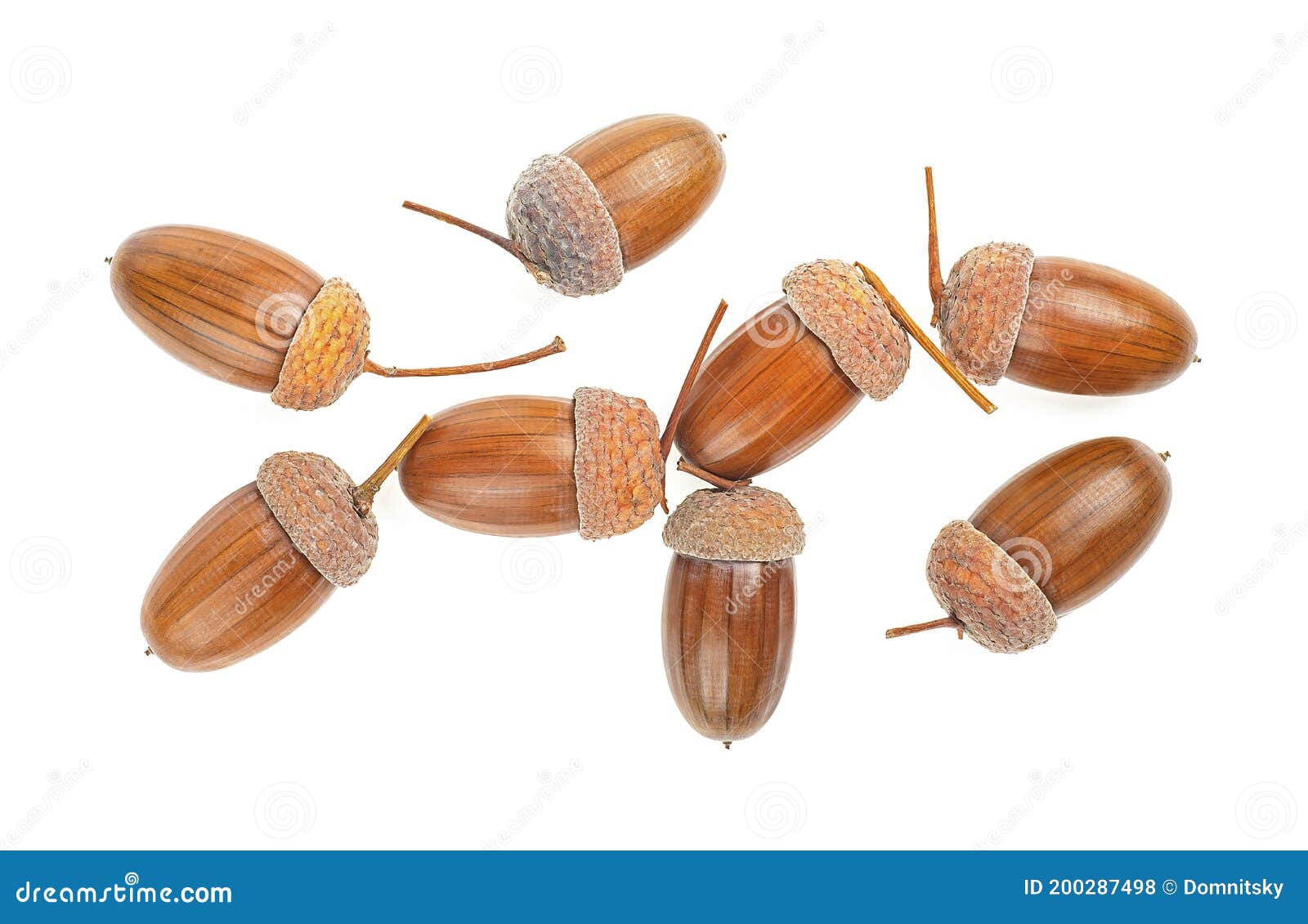 Dried Brown Acorns Isolated on White Background, Top View. Ripe Acorns ...