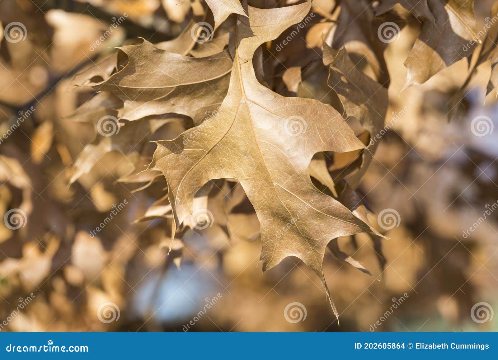 Dried Brown Autumn Leaves Hanging on a Fall Tree Stock Photo - Image of ...