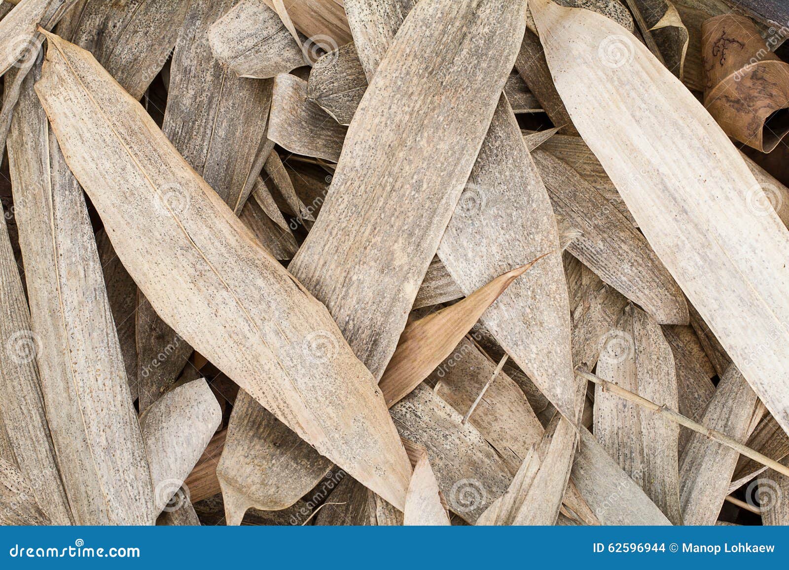 Dried Brown Bamboo Leaves on the Floor Texture Background Stock Photo ...