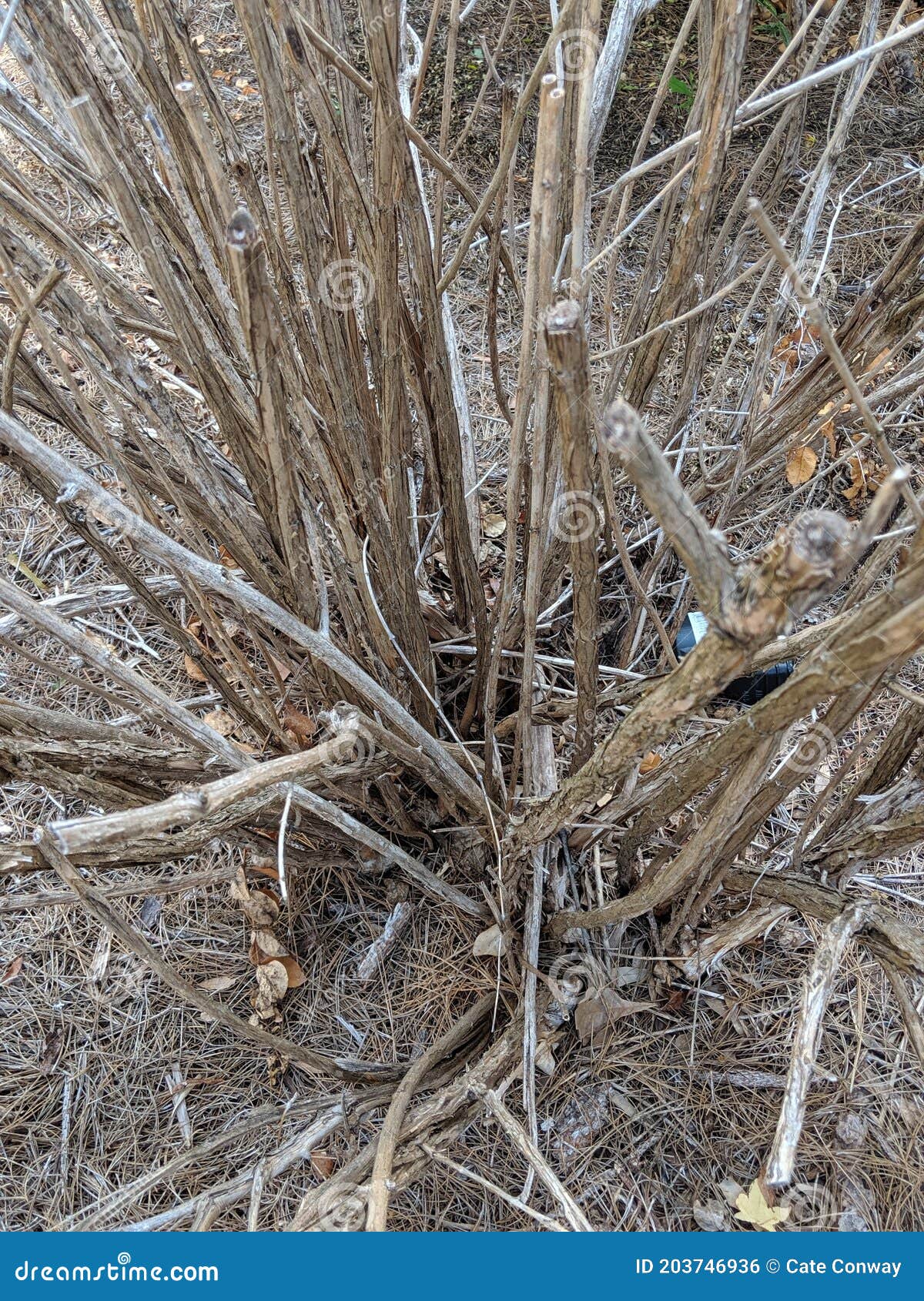 Dried brown bush stock photo. Image of leaf, snow, plant - 203746936