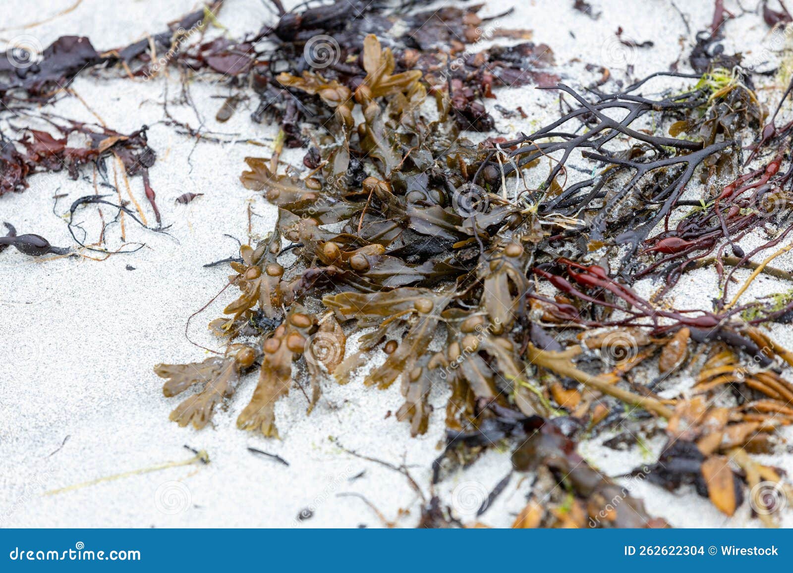 Brown Codium Algae Plants on White Sandy Beach Stock Photo - Image of ...