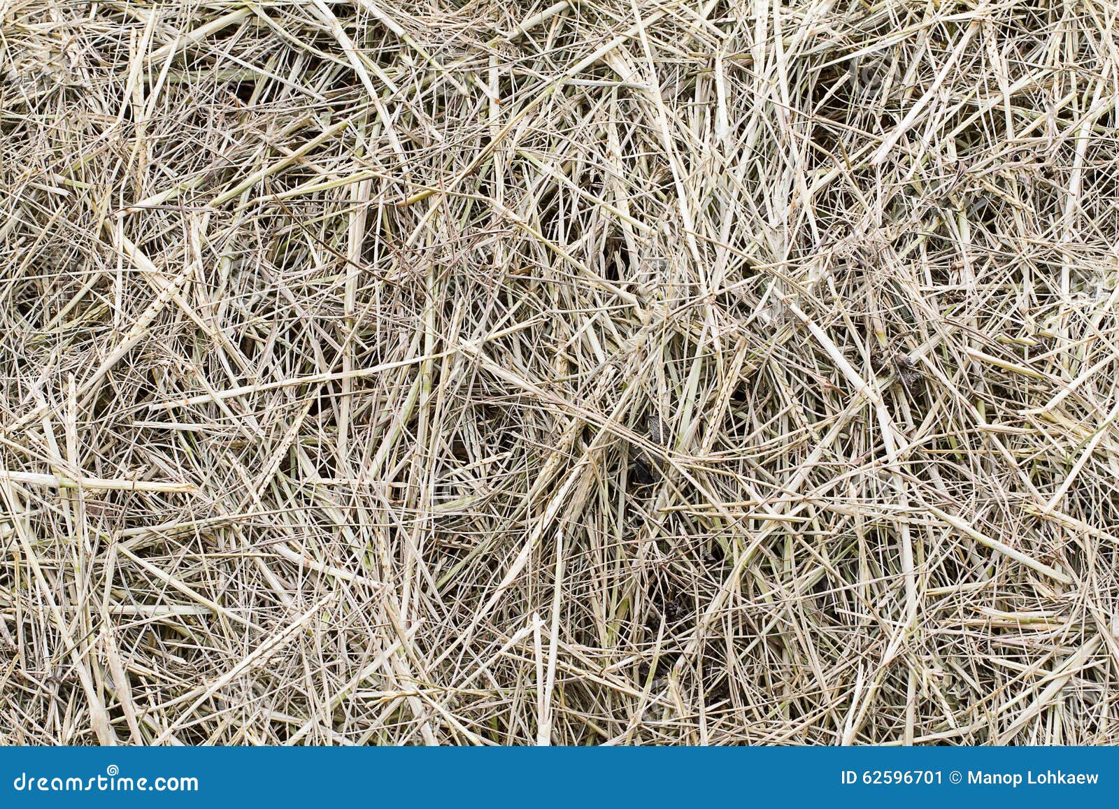 Dried Brown Grass Leaves Texture Background on the Floor Stock Image ...