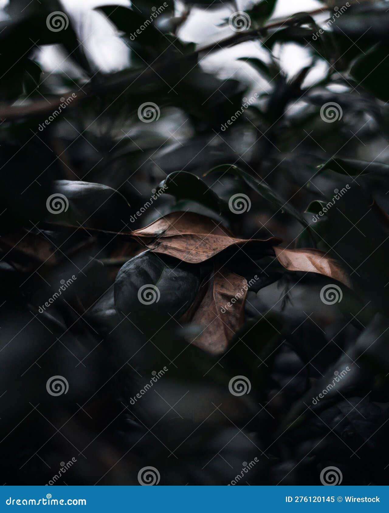 Dried Brown Leaf in a Bush Illuminated by Soft Overcast Light in a Dim ...