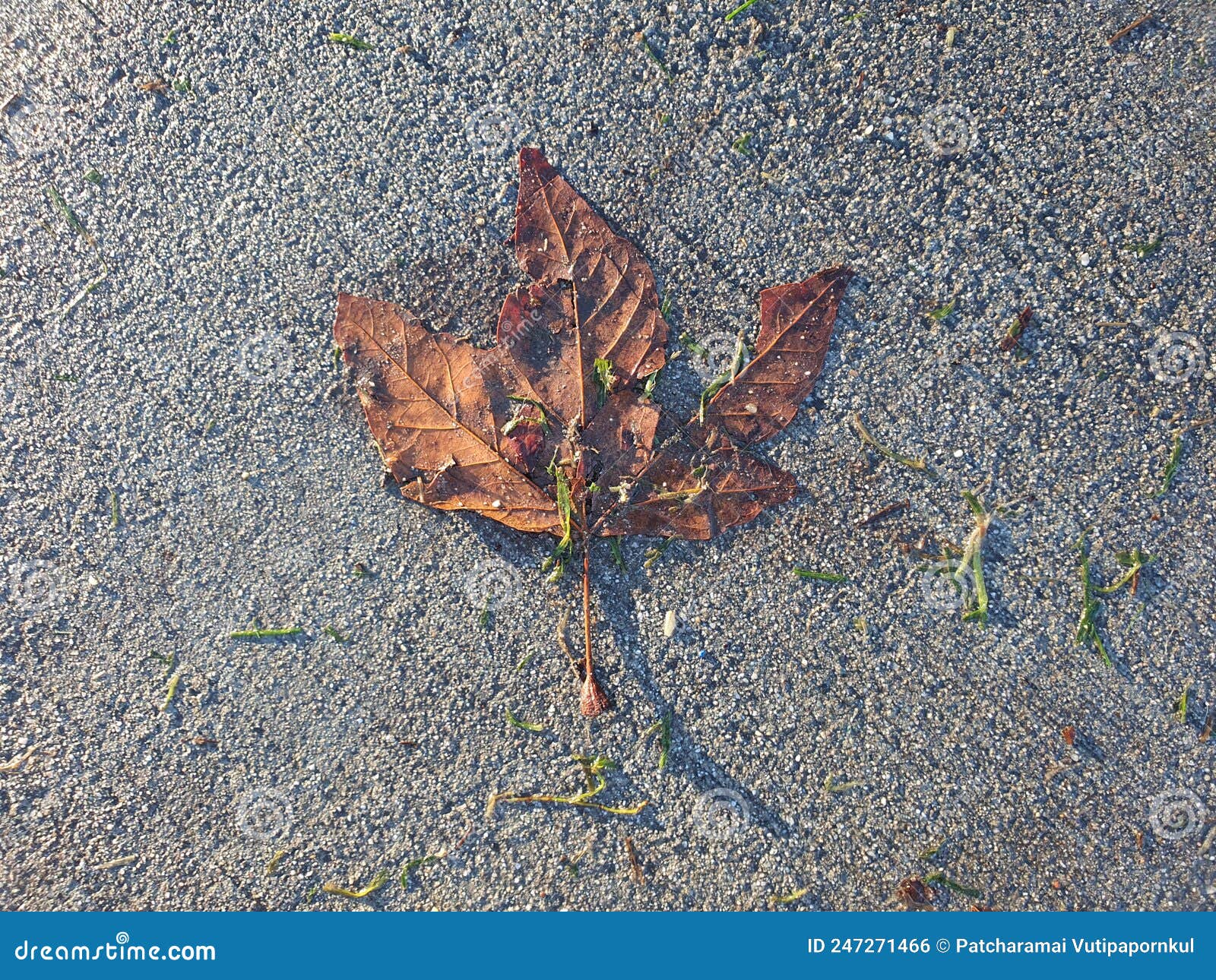 Dried Brown Maple Leaves on Cement Surface Stock Photo - Image of ...