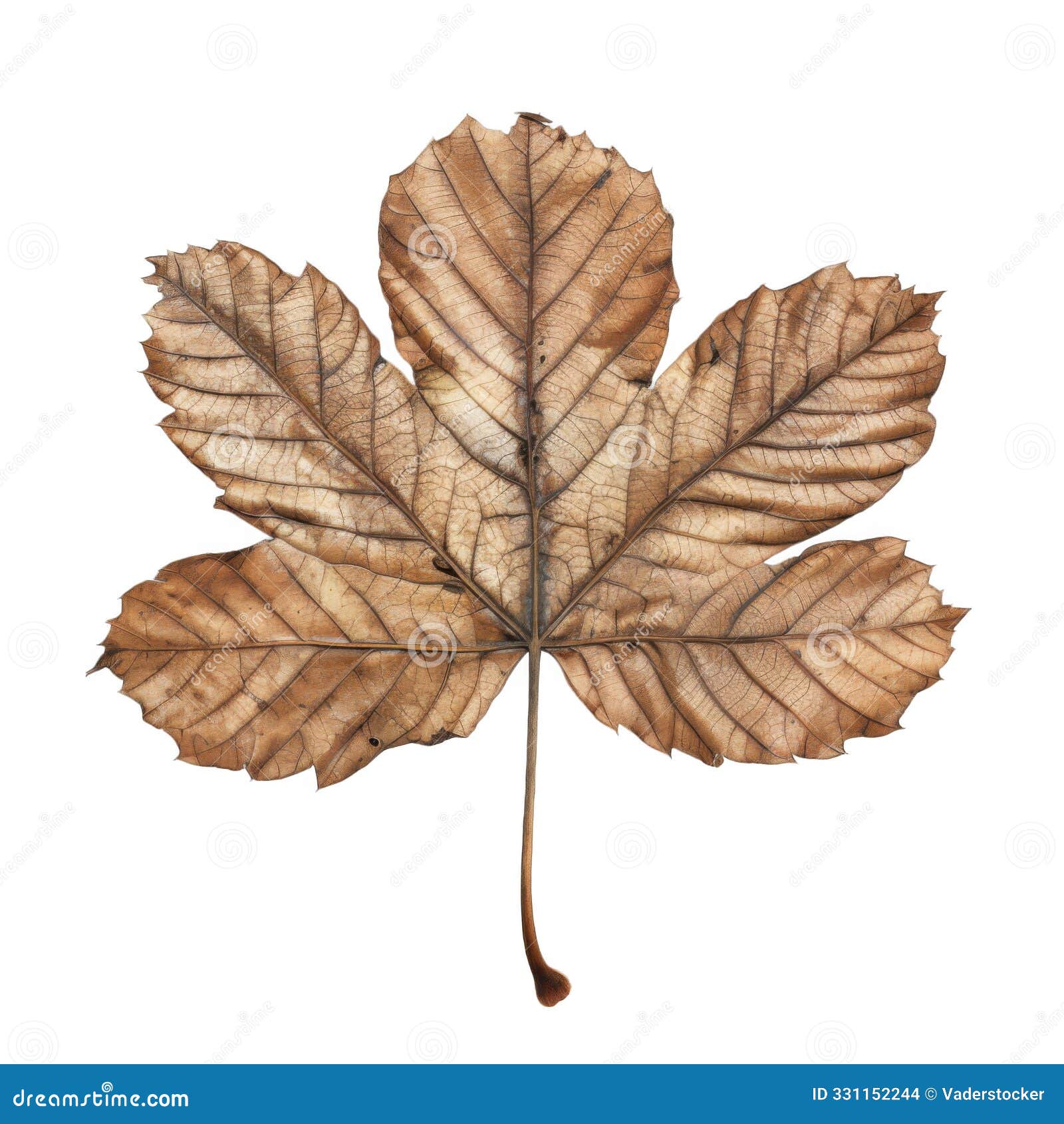 A Dried, Browned, Five-Lobed Leaf With Visible Veins Royalty-Free Stock ...