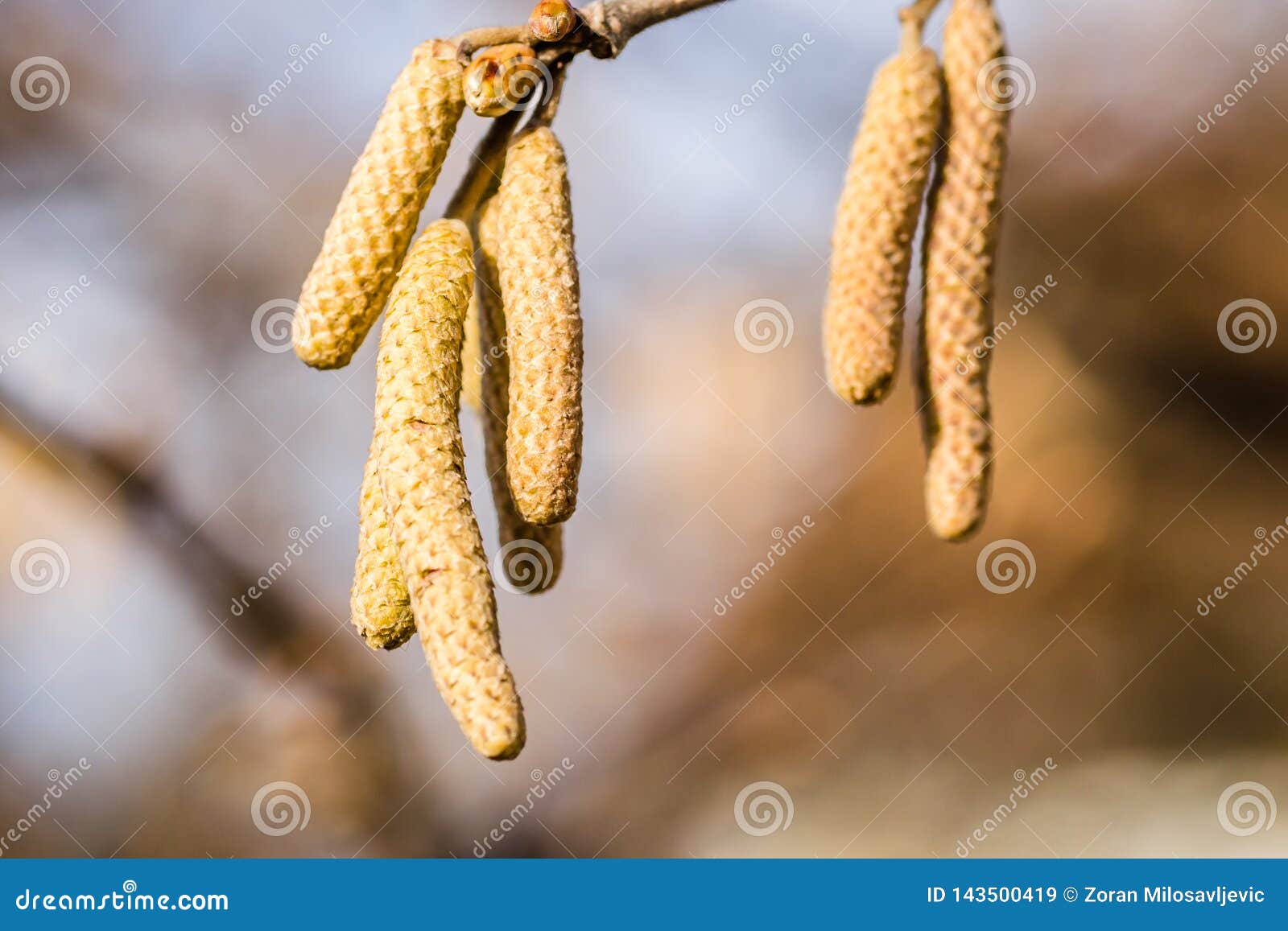 The Buds on the Branches of Hazelnut Stock Image - Image of long ...