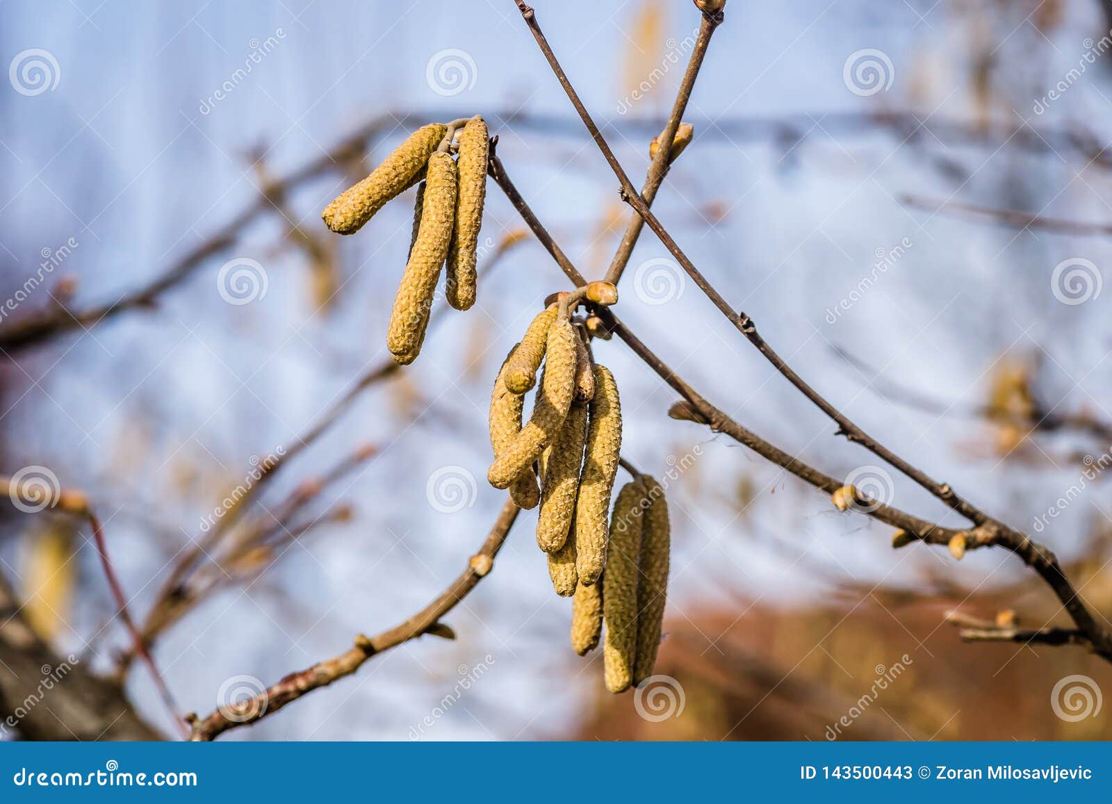 The Buds on the Branches of Hazelnut Stock Image - Image of detail ...
