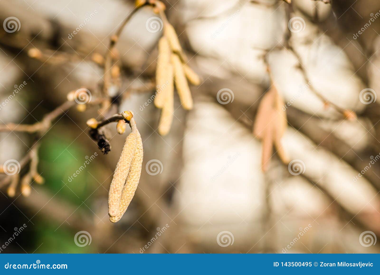 The Buds on the Branches of Hazelnut Stock Image - Image of buds ...