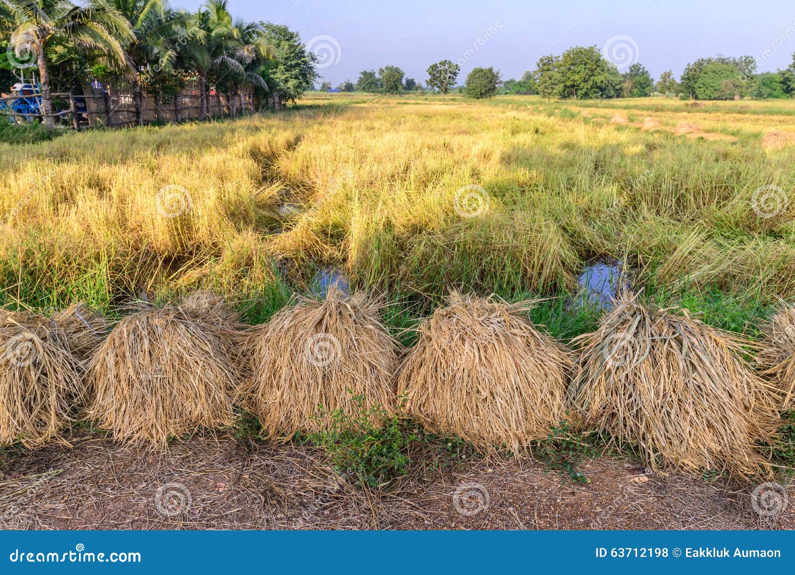 Dried Bundle Rice Paddy Near Rice Field after Harvest Stock Photo ...