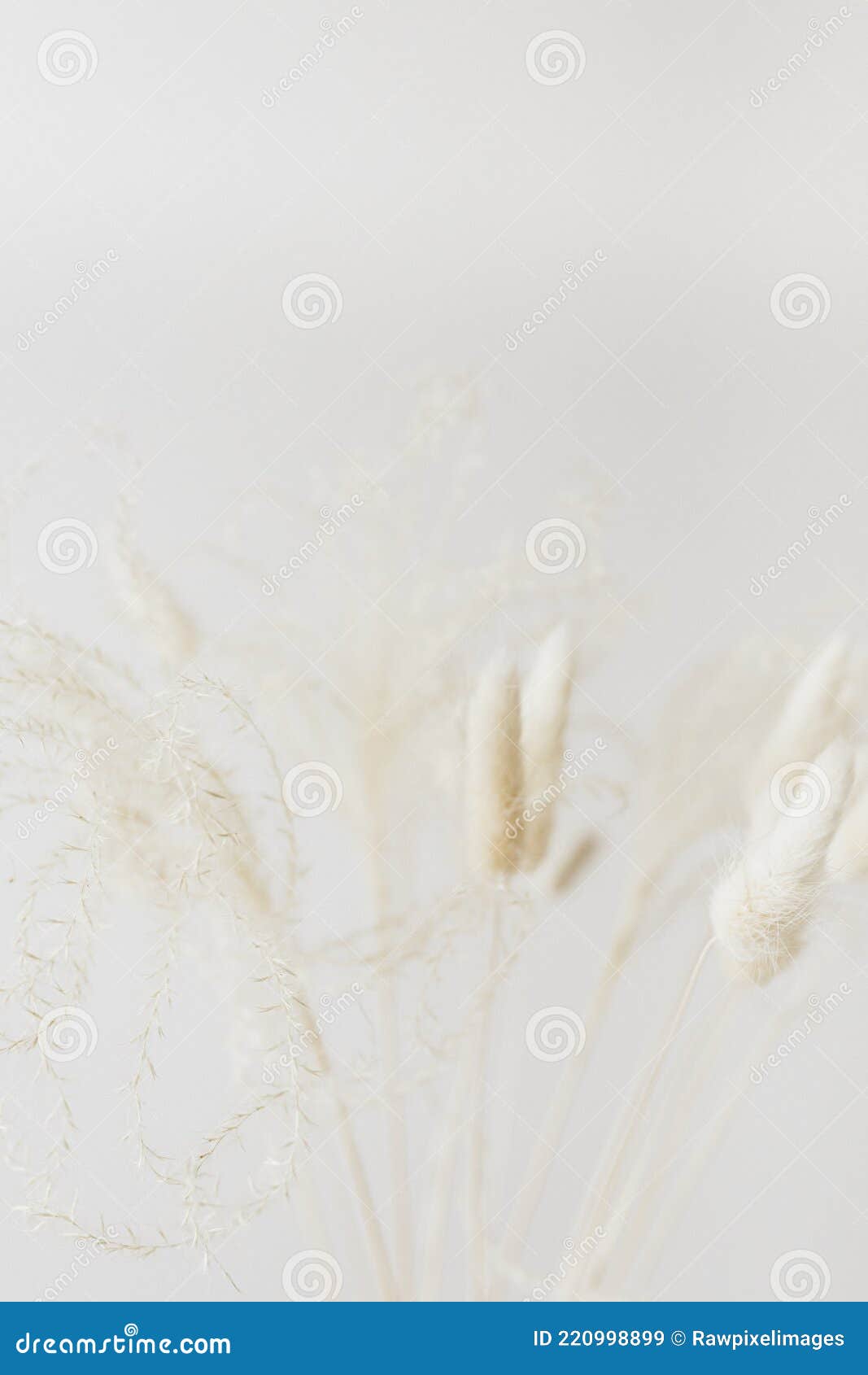 Dried Bunny Tail Grass on a Light Background Stock Image - Image of ...