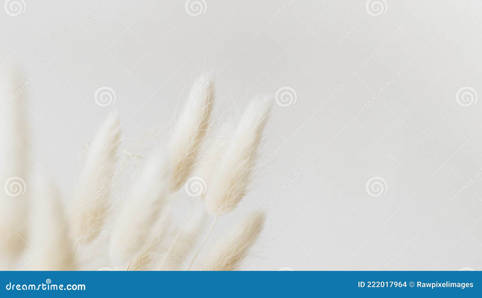 Dried Bunny Tail Grass on a Light Background Stock Photo - Image of ...